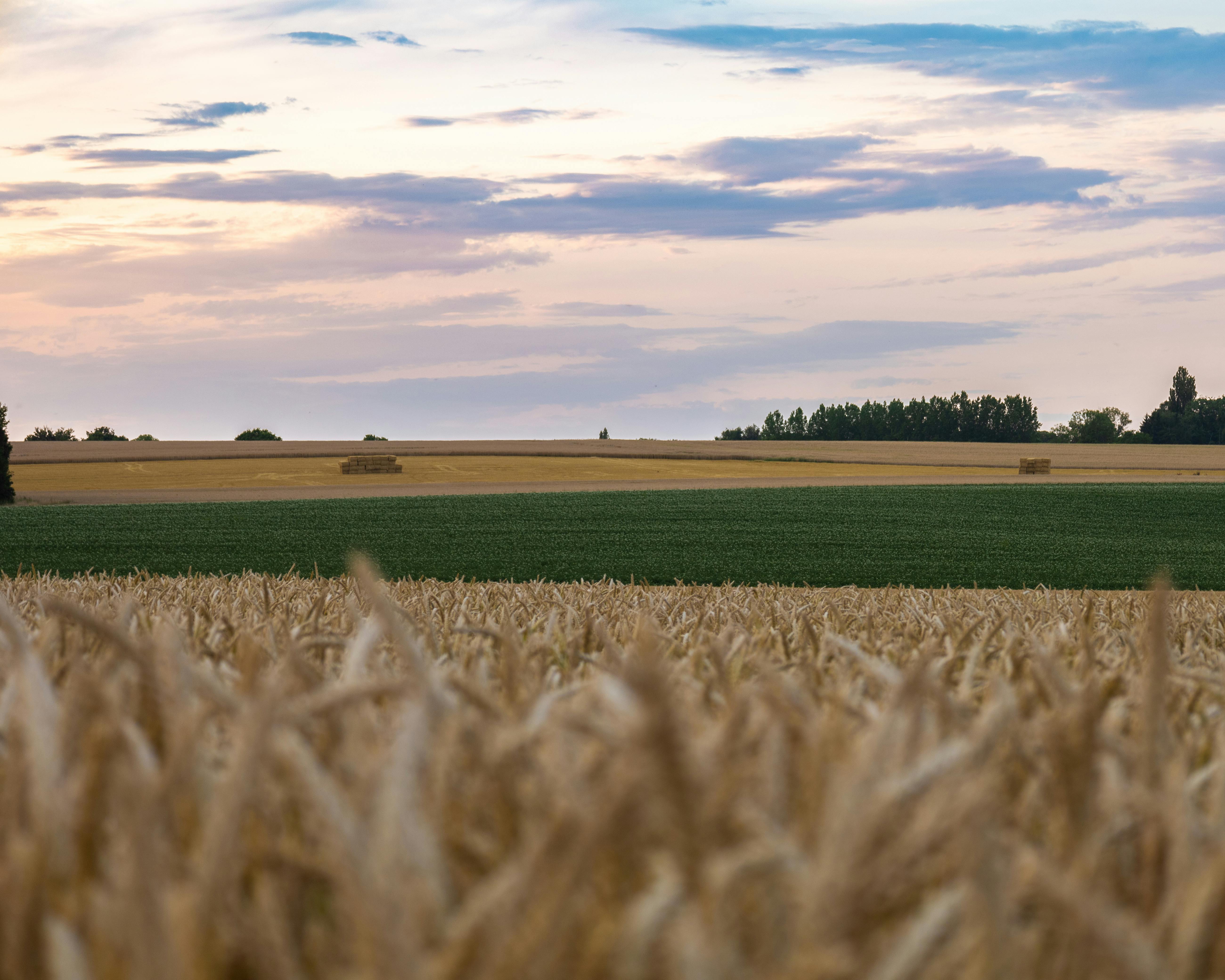 Corn Field · Free Stock Photo