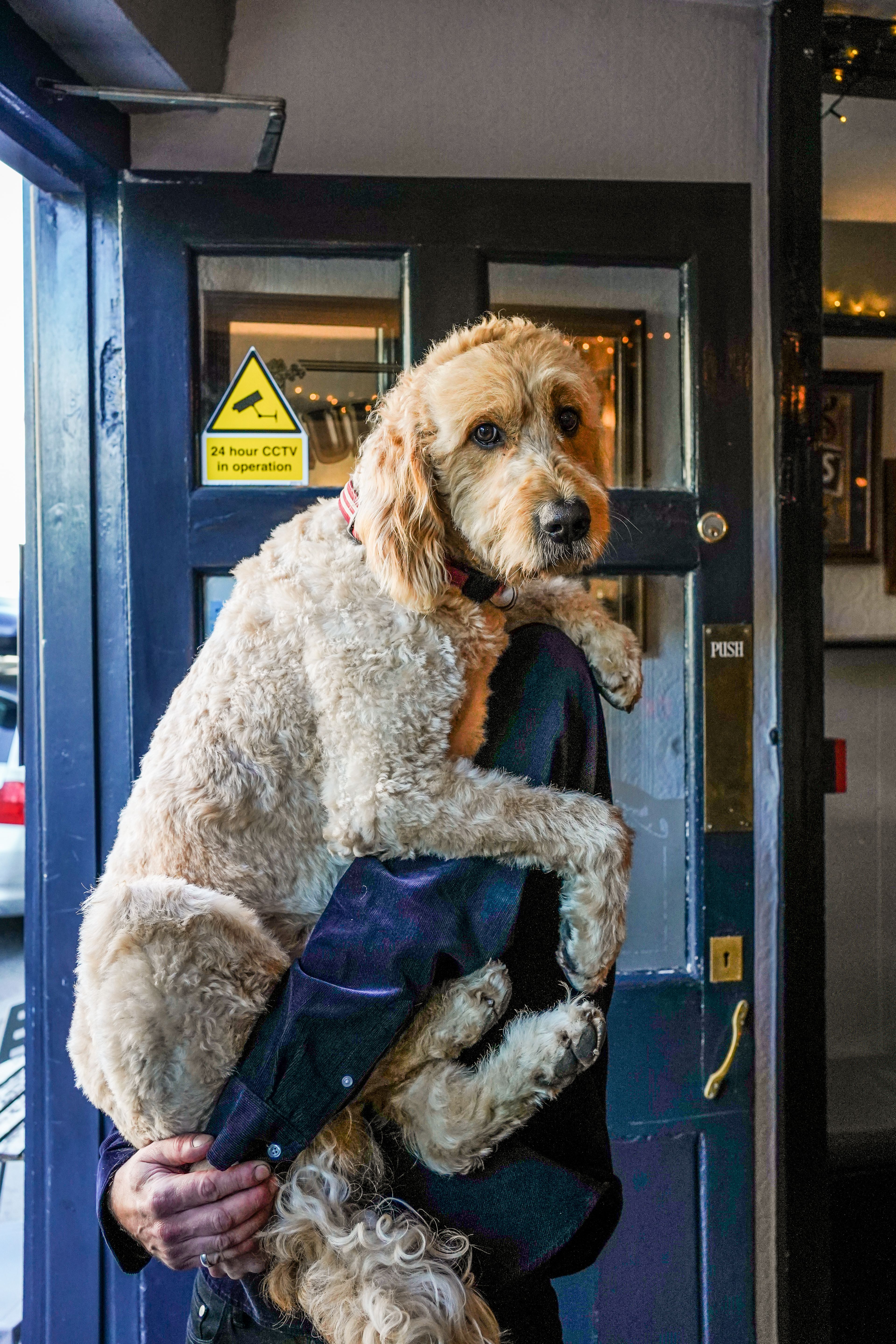 Person Holding Dog · Free Stock Photo