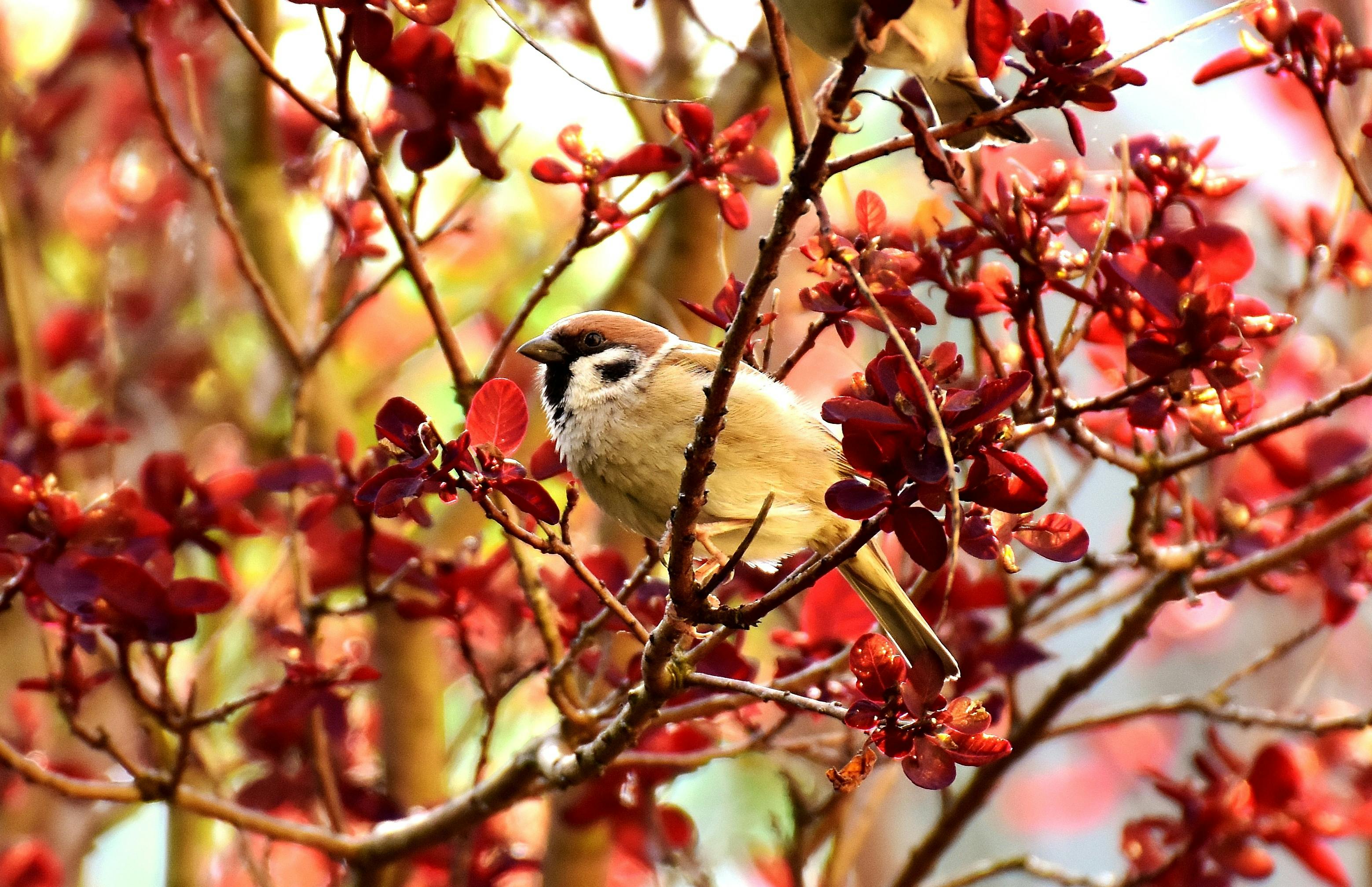 Sparrow on Branches with Spring Blossoms · Free Stock Photo