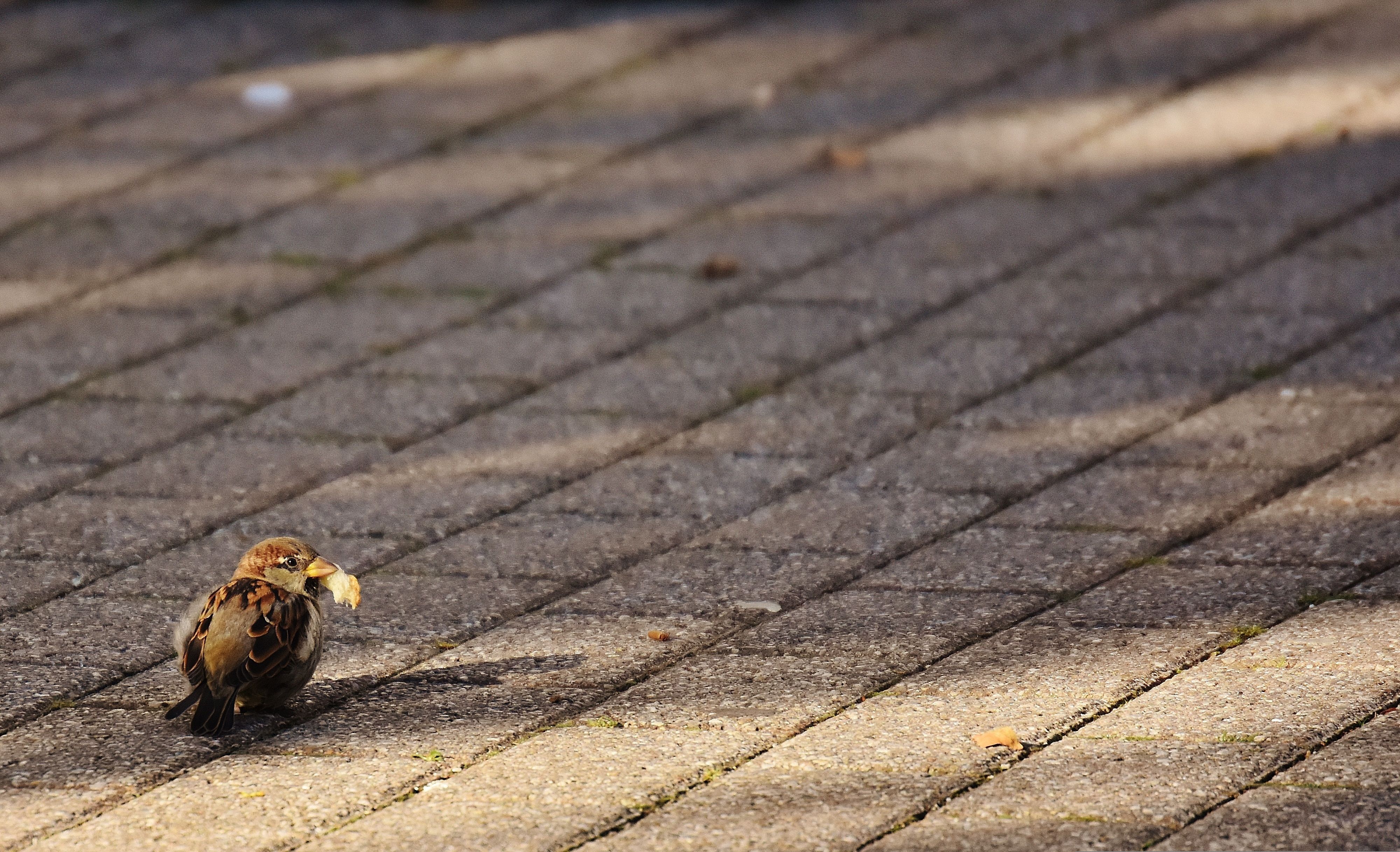 Bird Food Brick Photos, Download The BEST Free Bird Food Brick Stock ...