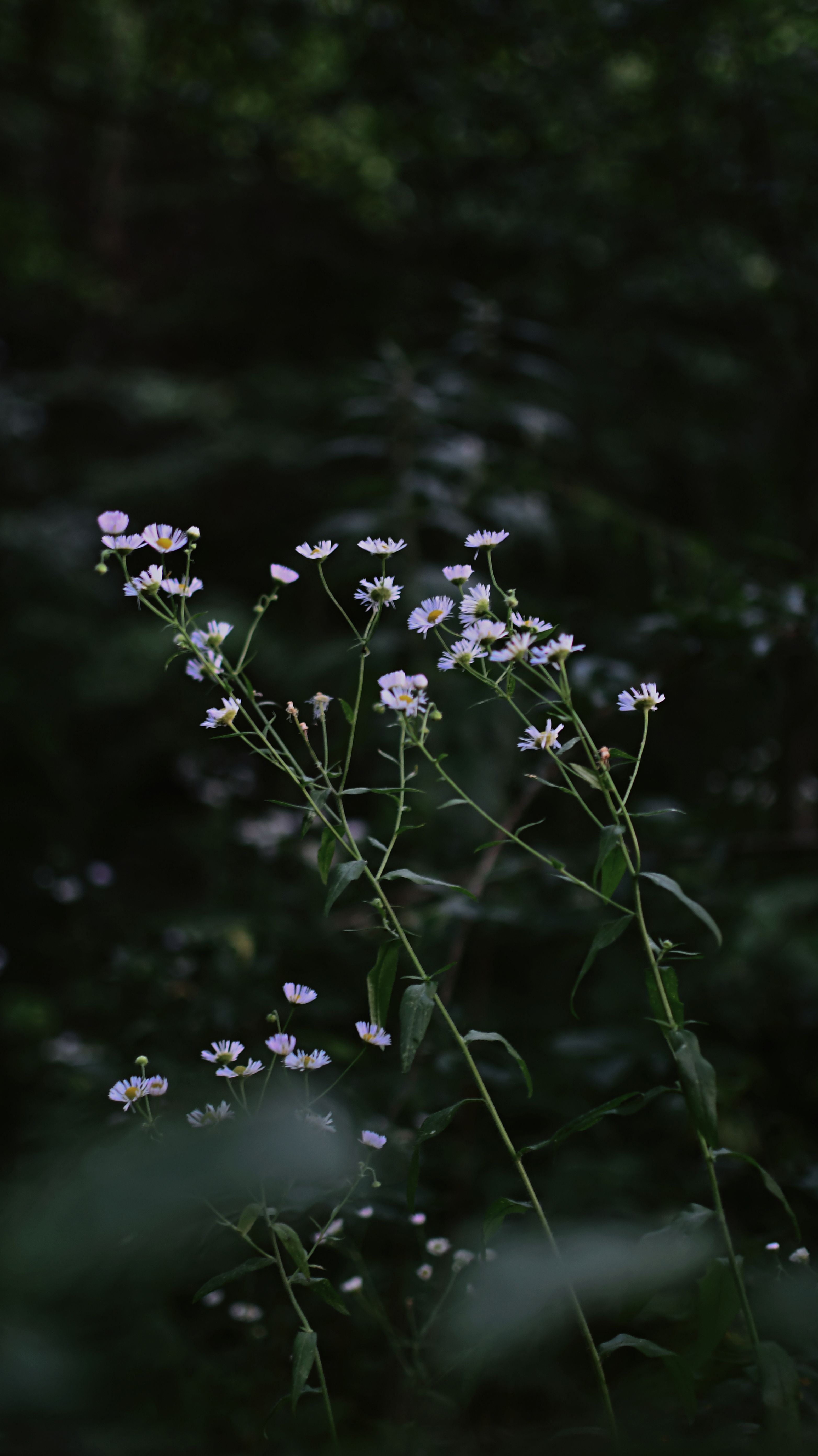Thin Wildflowers in Nature · Free Stock Photo