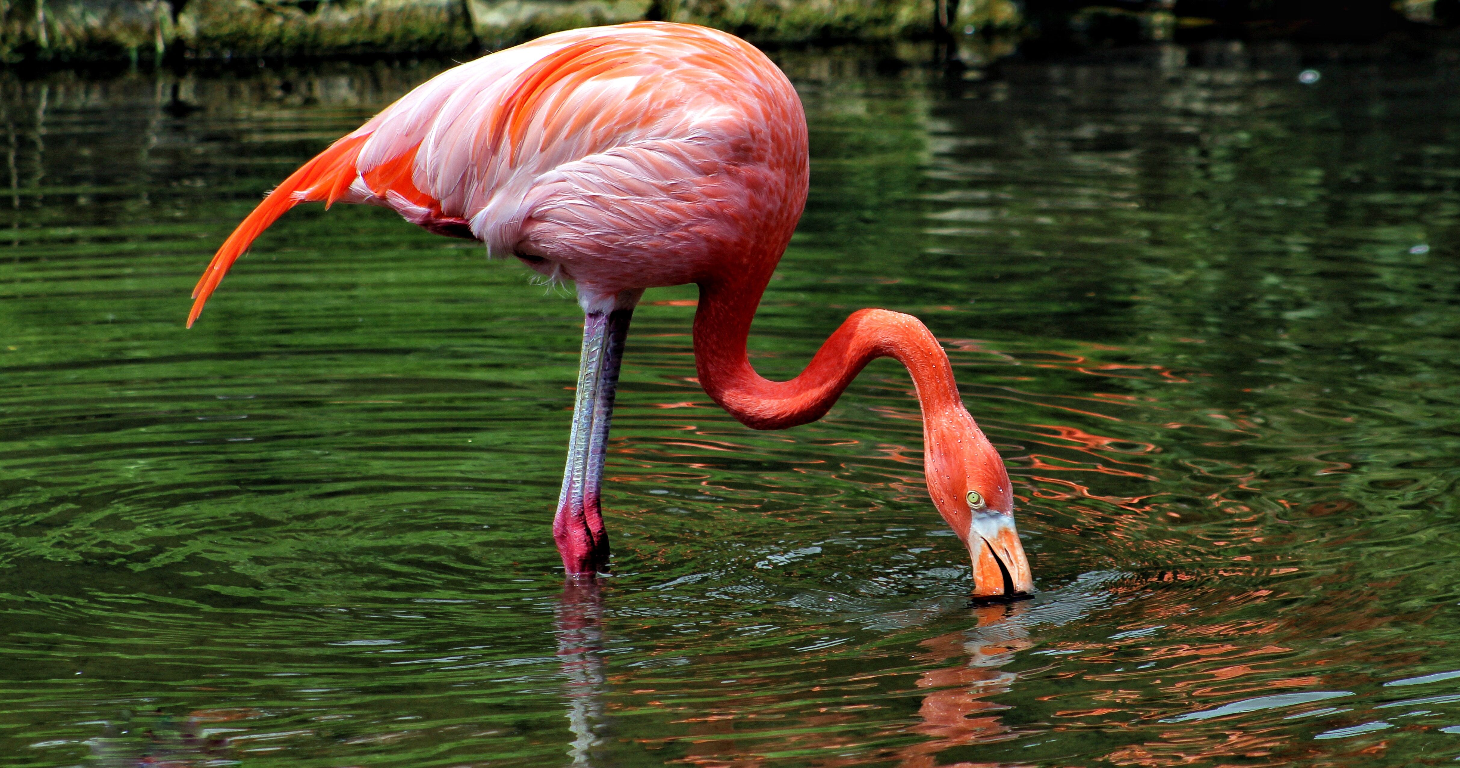 Flamingo Drinking Water · Free Stock Photo