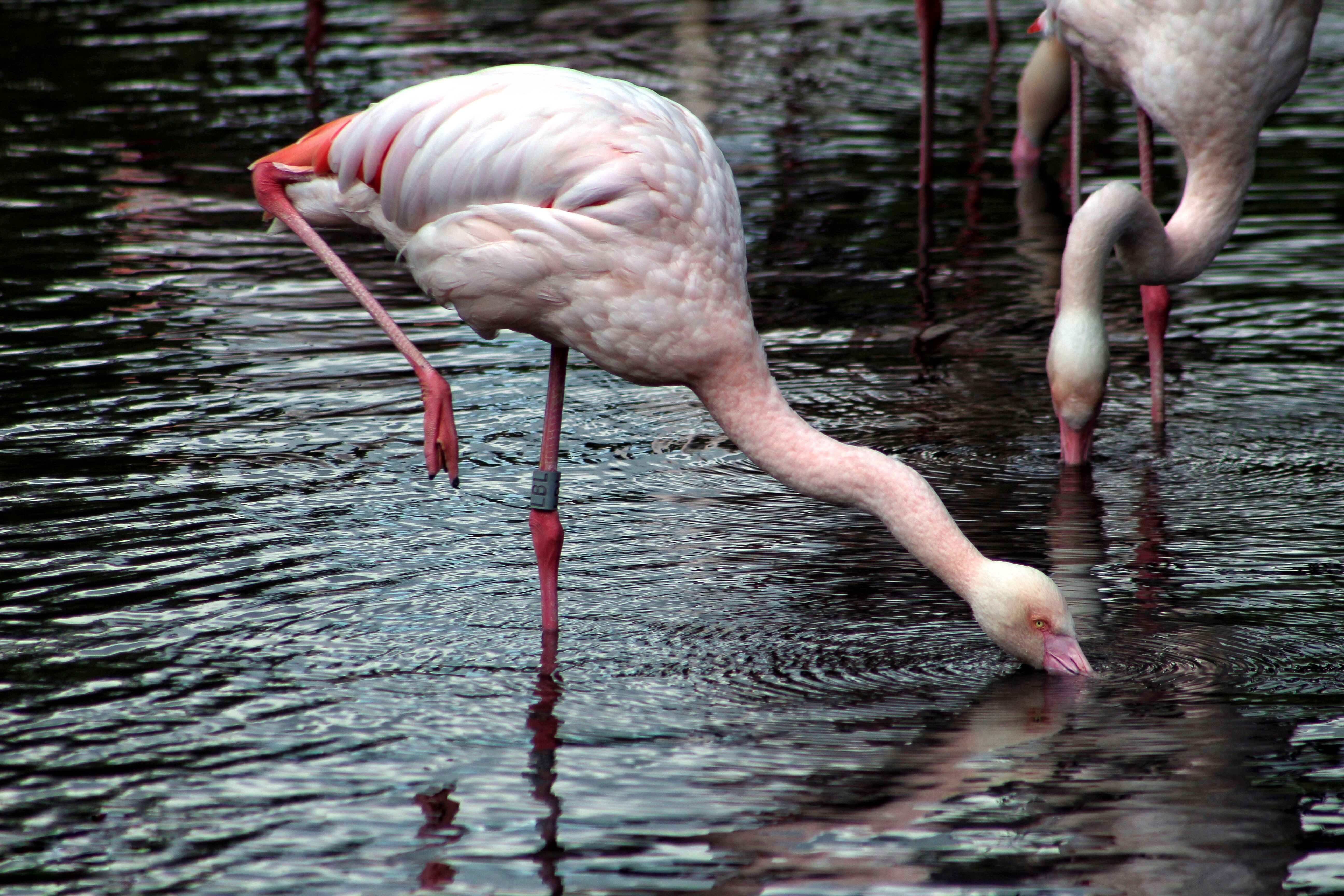 Flamingoes Foraging in River · Free Stock Photo