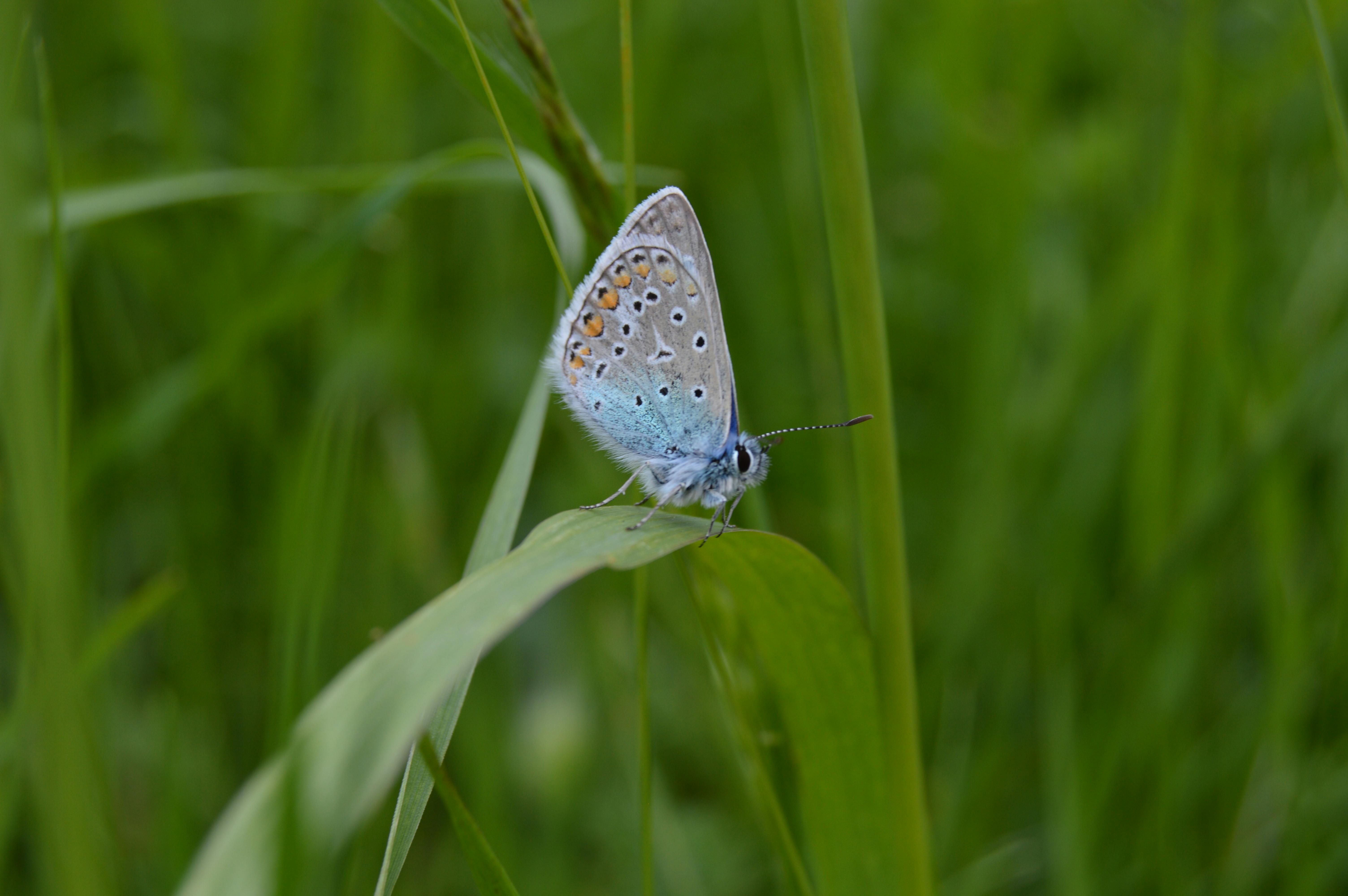Common Blue Butterfly · Free Stock Photo