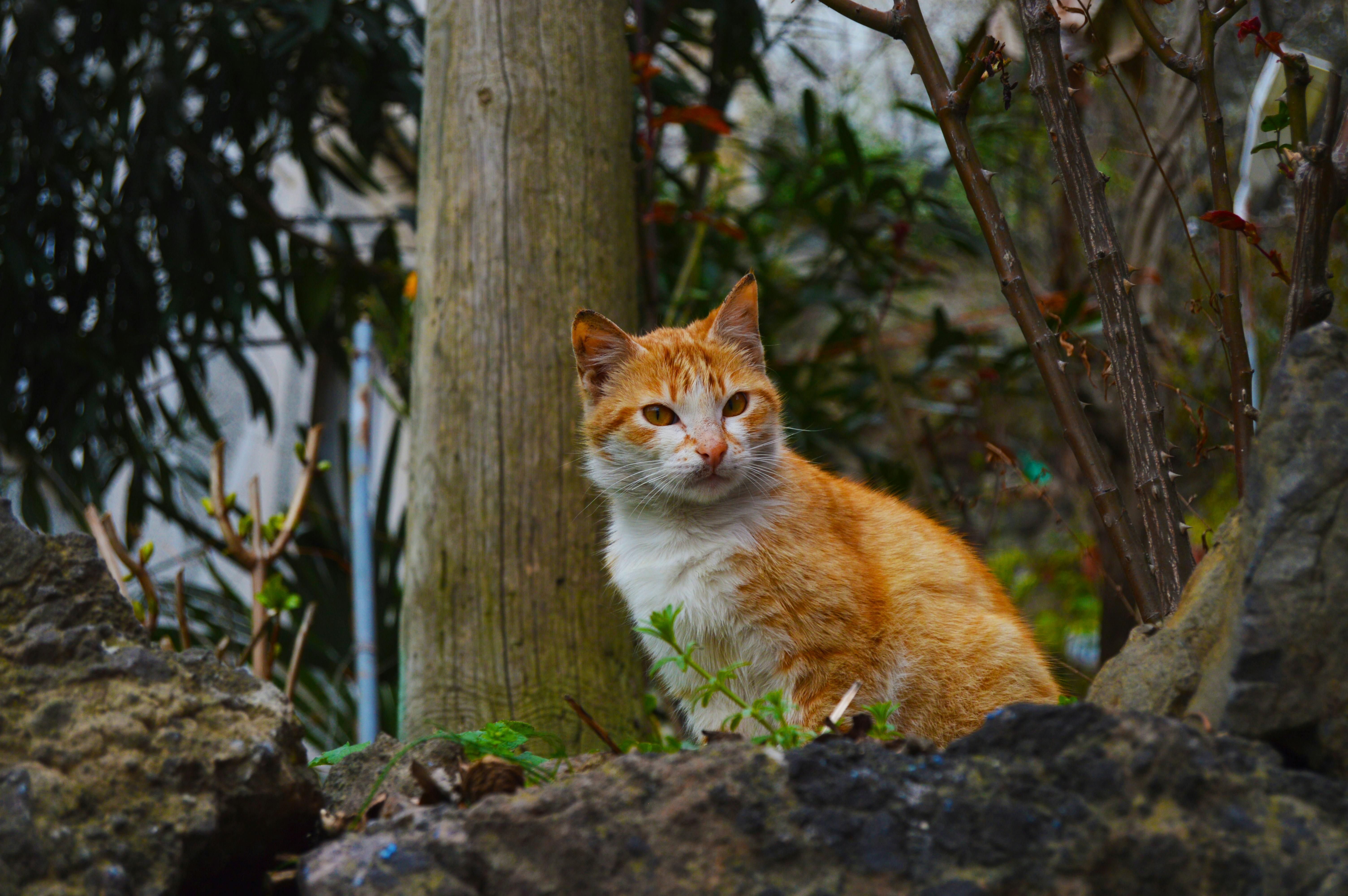 Ginger Cat near Tree · Free Stock Photo