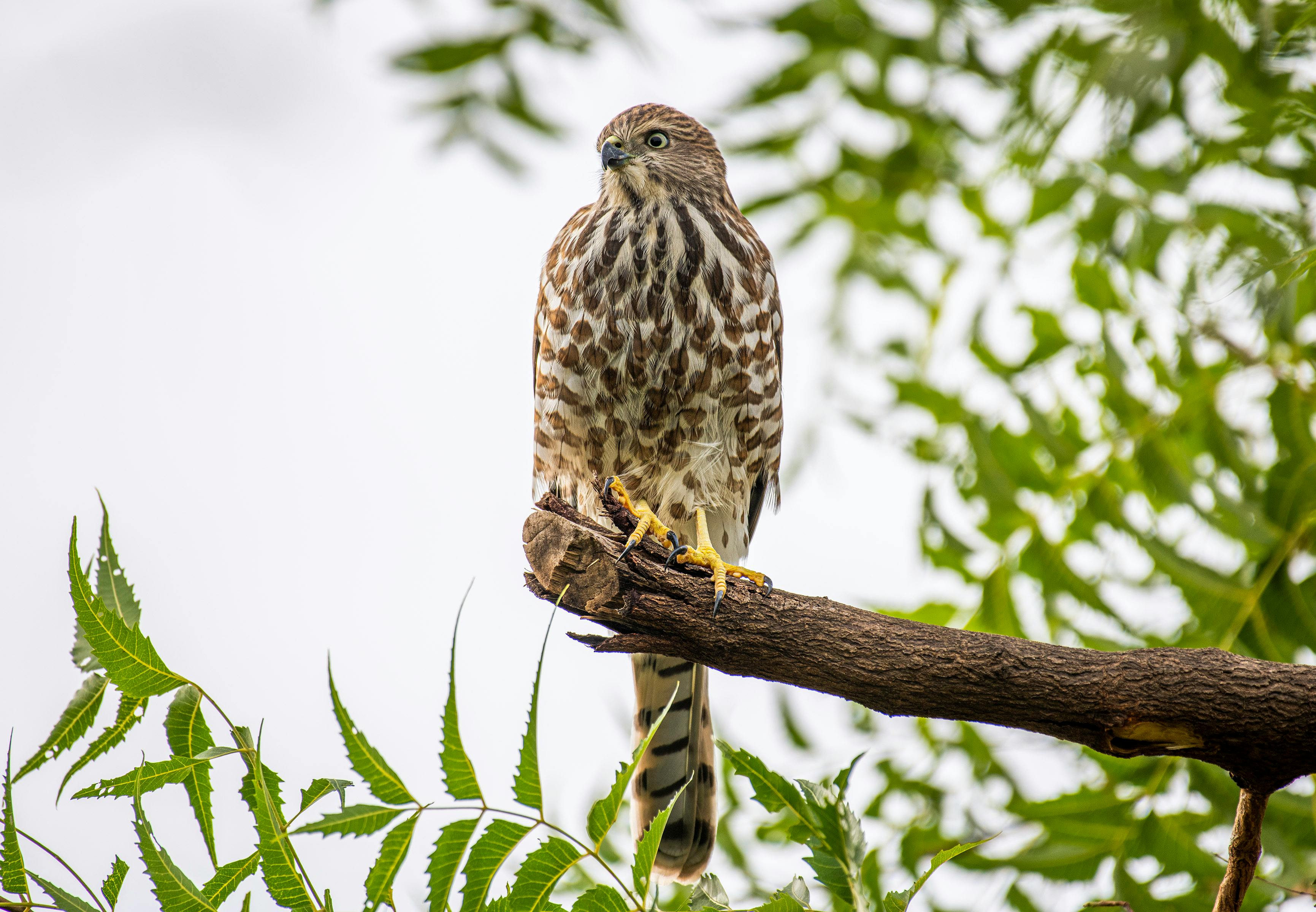 Hawk in Summer · Free Stock Photo