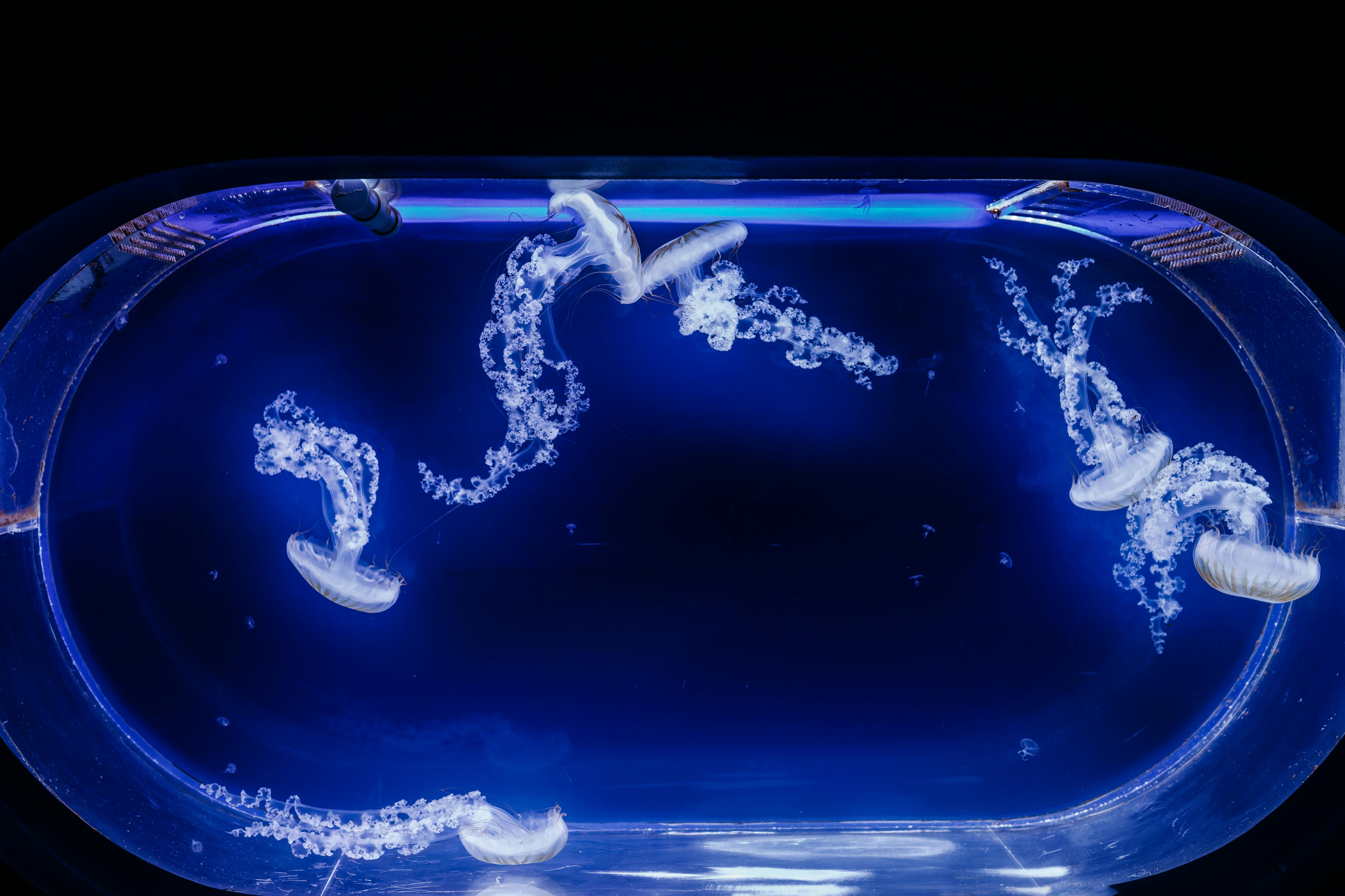 Underwater Loop Photos, Download The BEST Free Underwater Loop Stock ...