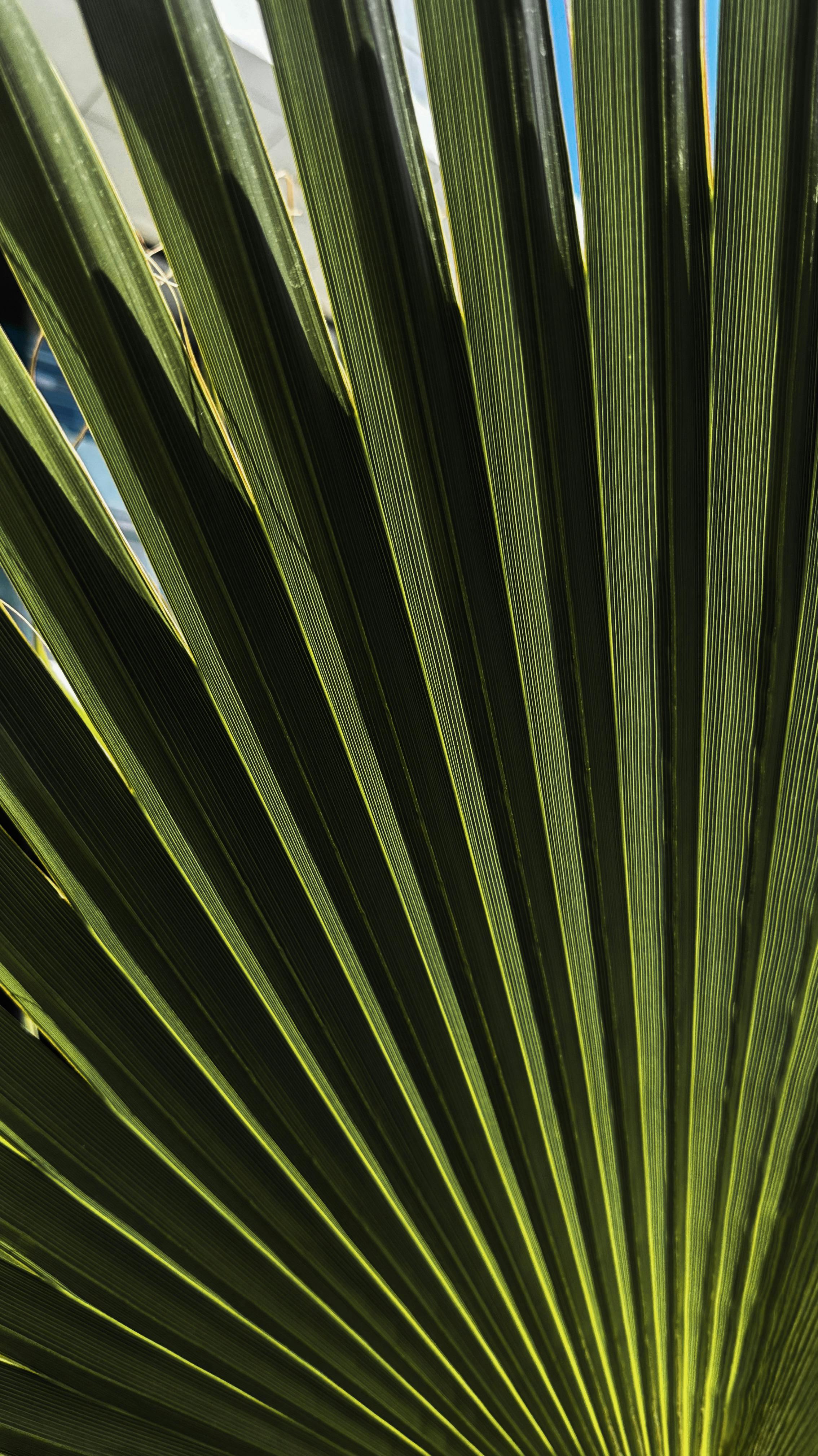 Close-up Photo of Fan Palm Leaf · Free Stock Photo