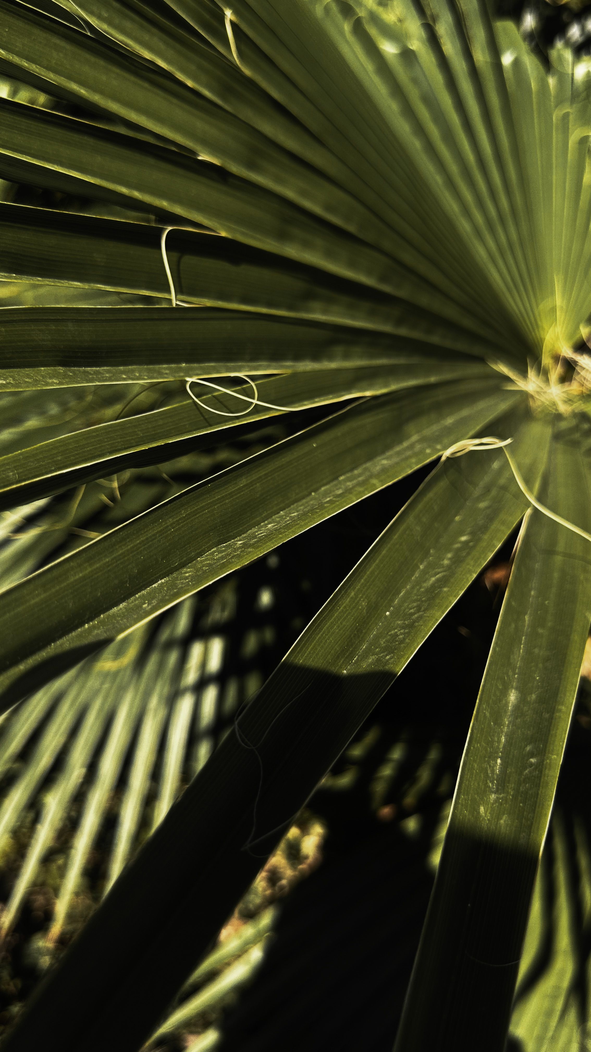 Close-Up Shot of Palm Leaves · Free Stock Photo