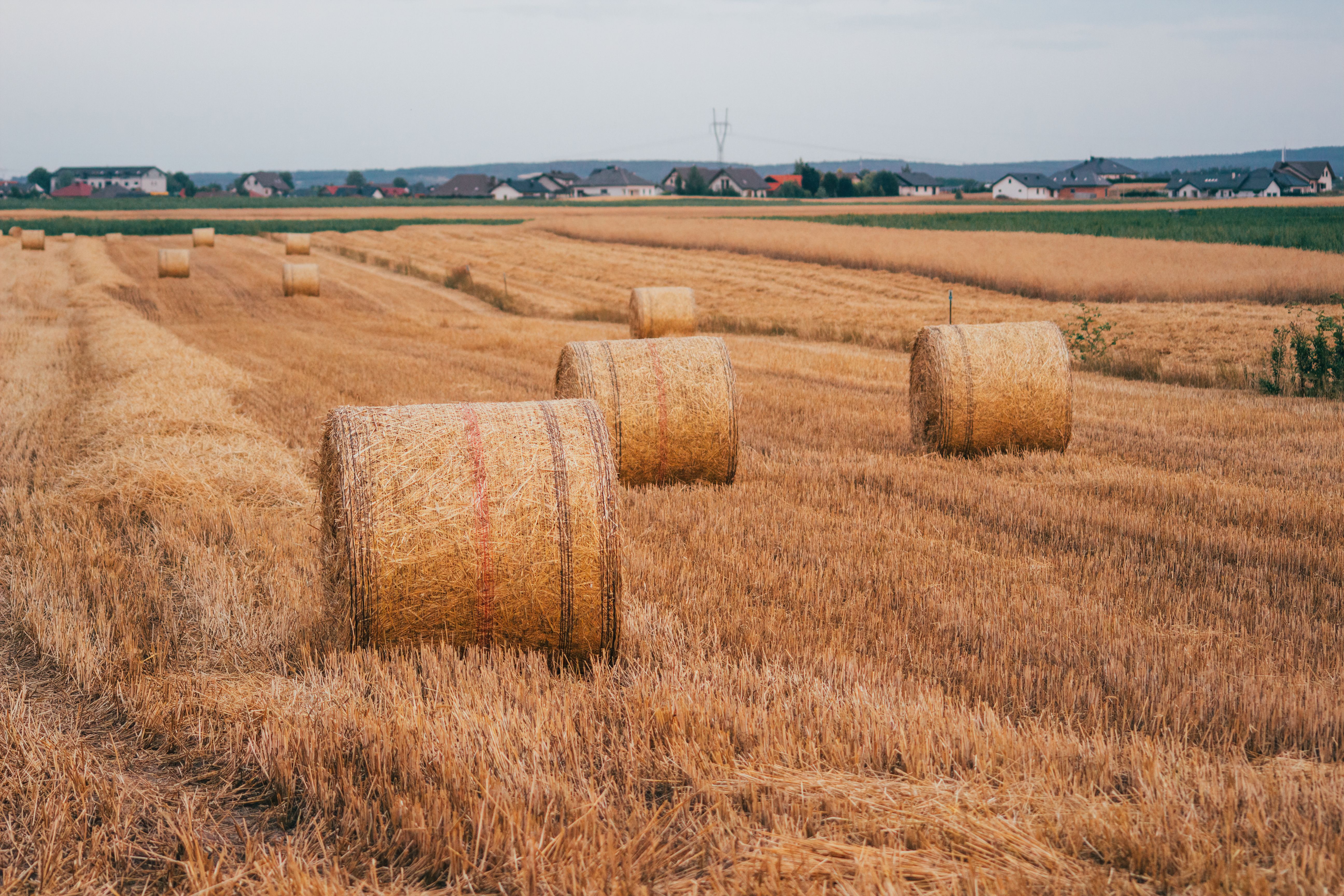 Hay Bales on Rural Field · Free Stock Photo