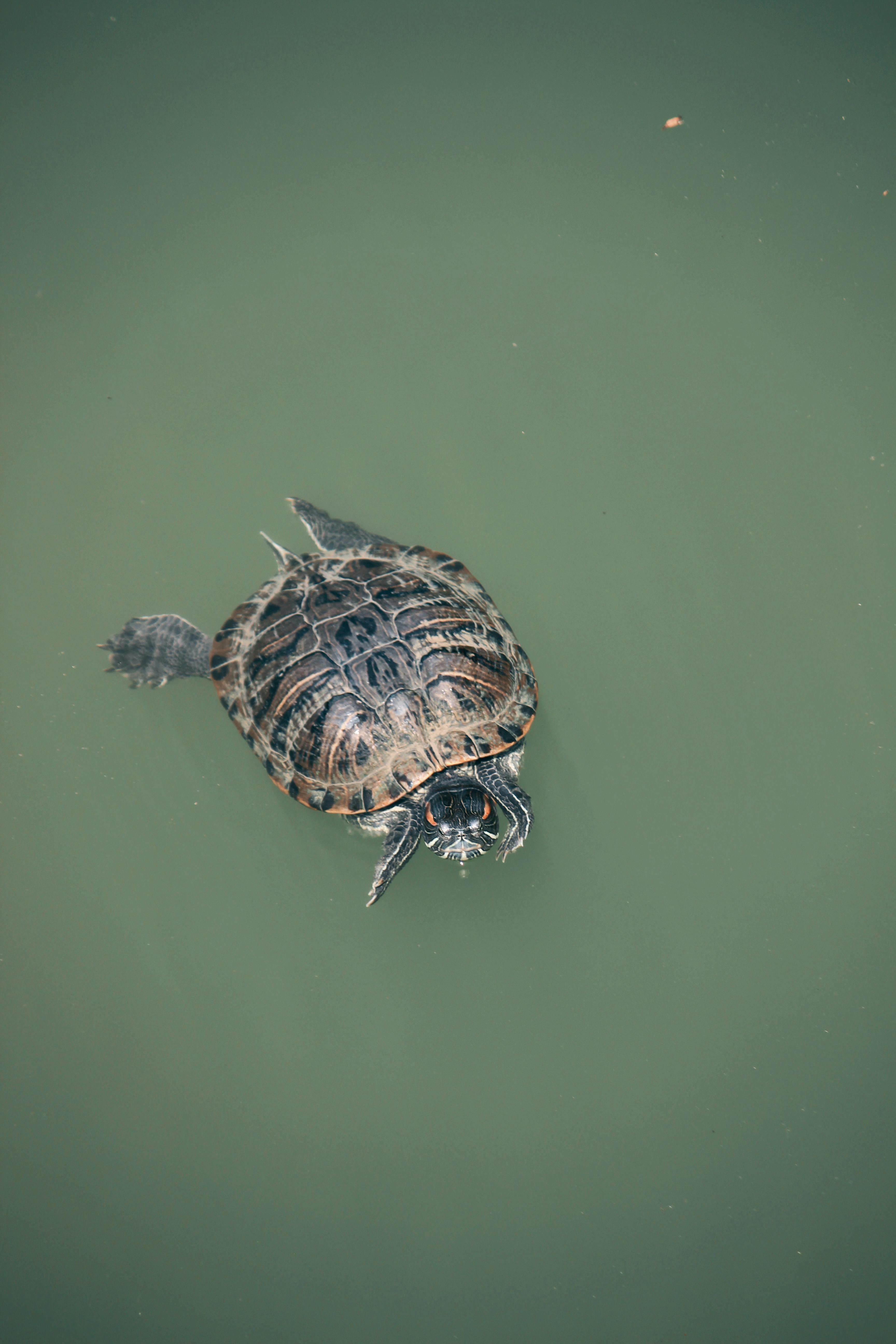 Photo of an African Softshell Turtle · Free Stock Photo