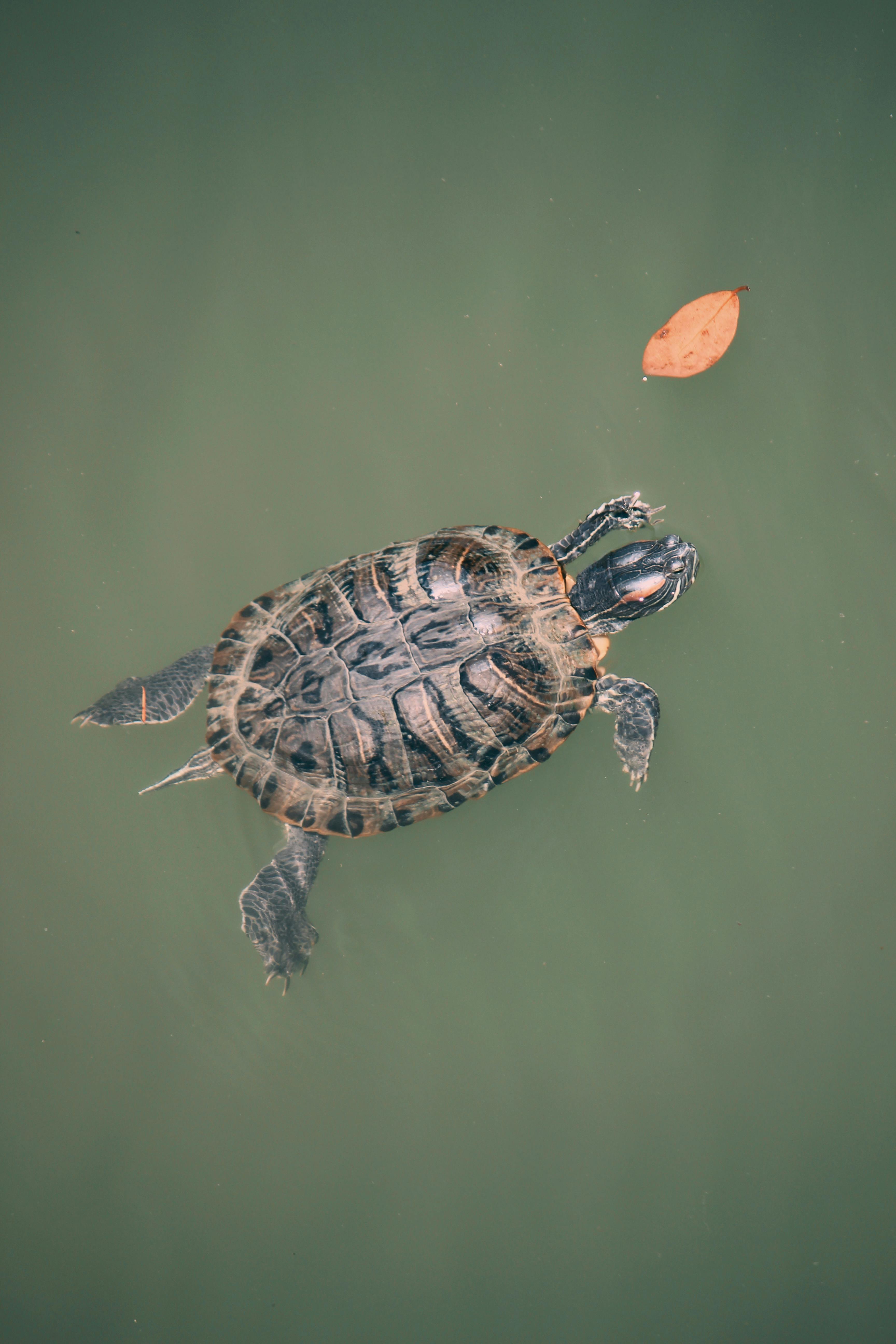 Top View of Turtles in Water · Free Stock Photo
