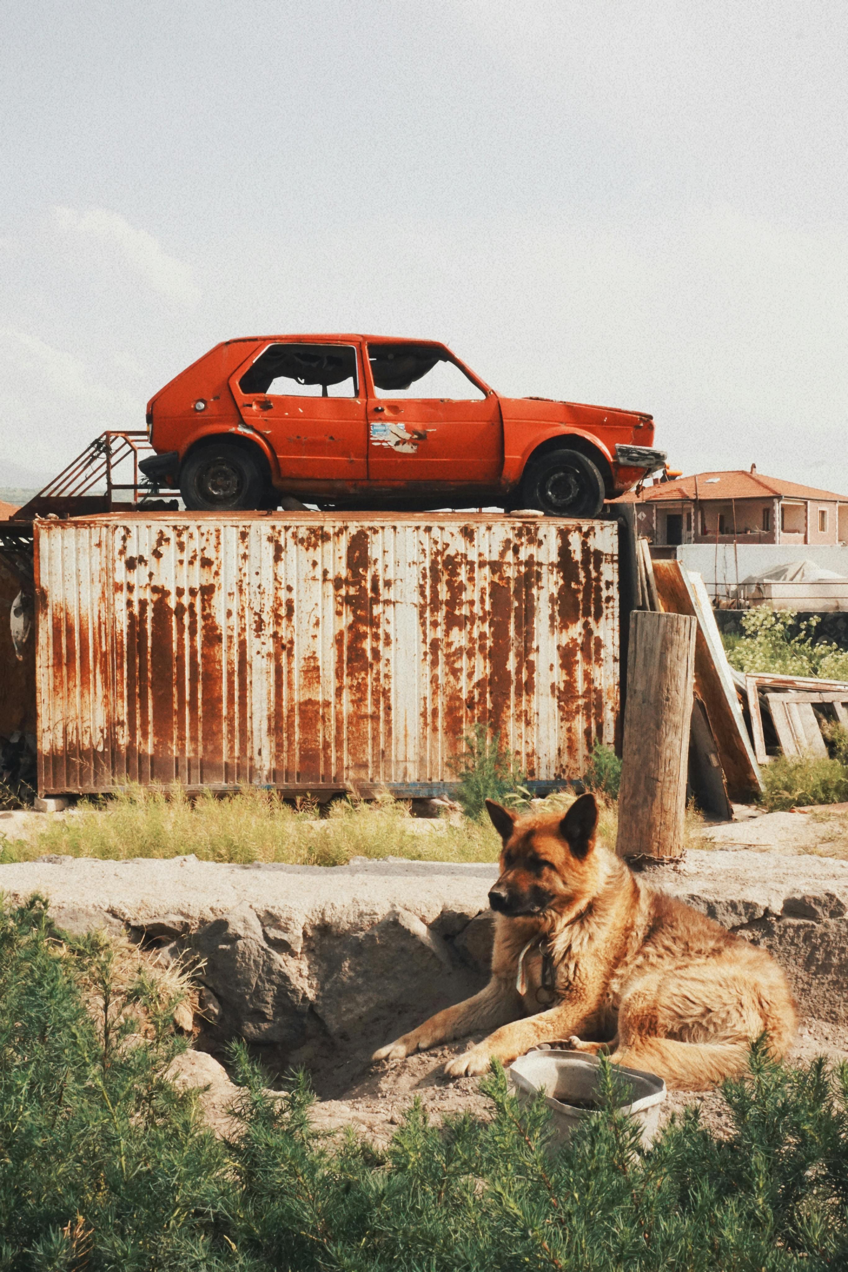 Dog Lying by Wreck of Car · Free Stock Photo
