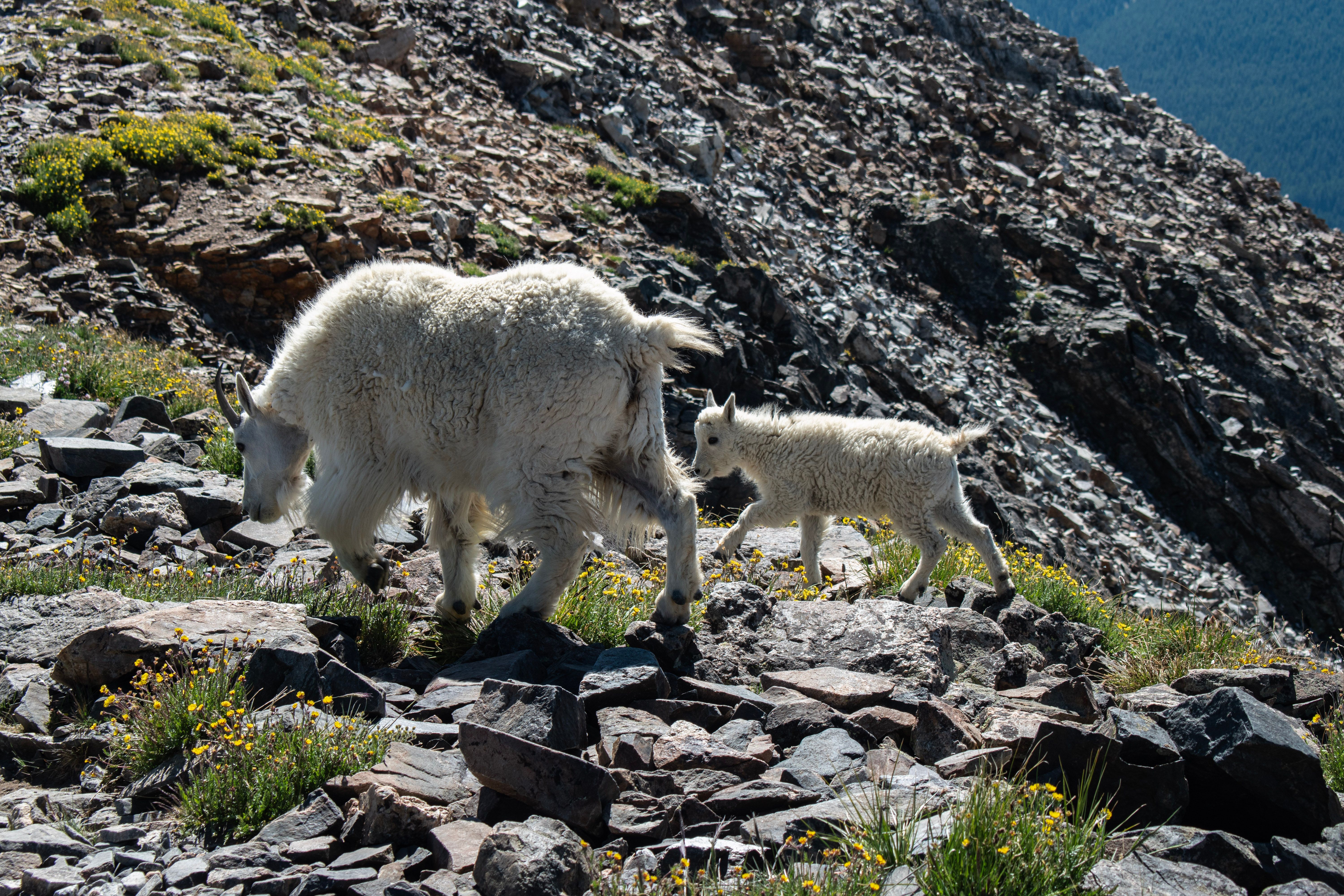 Mountain Goats in Nature · Free Stock Photo