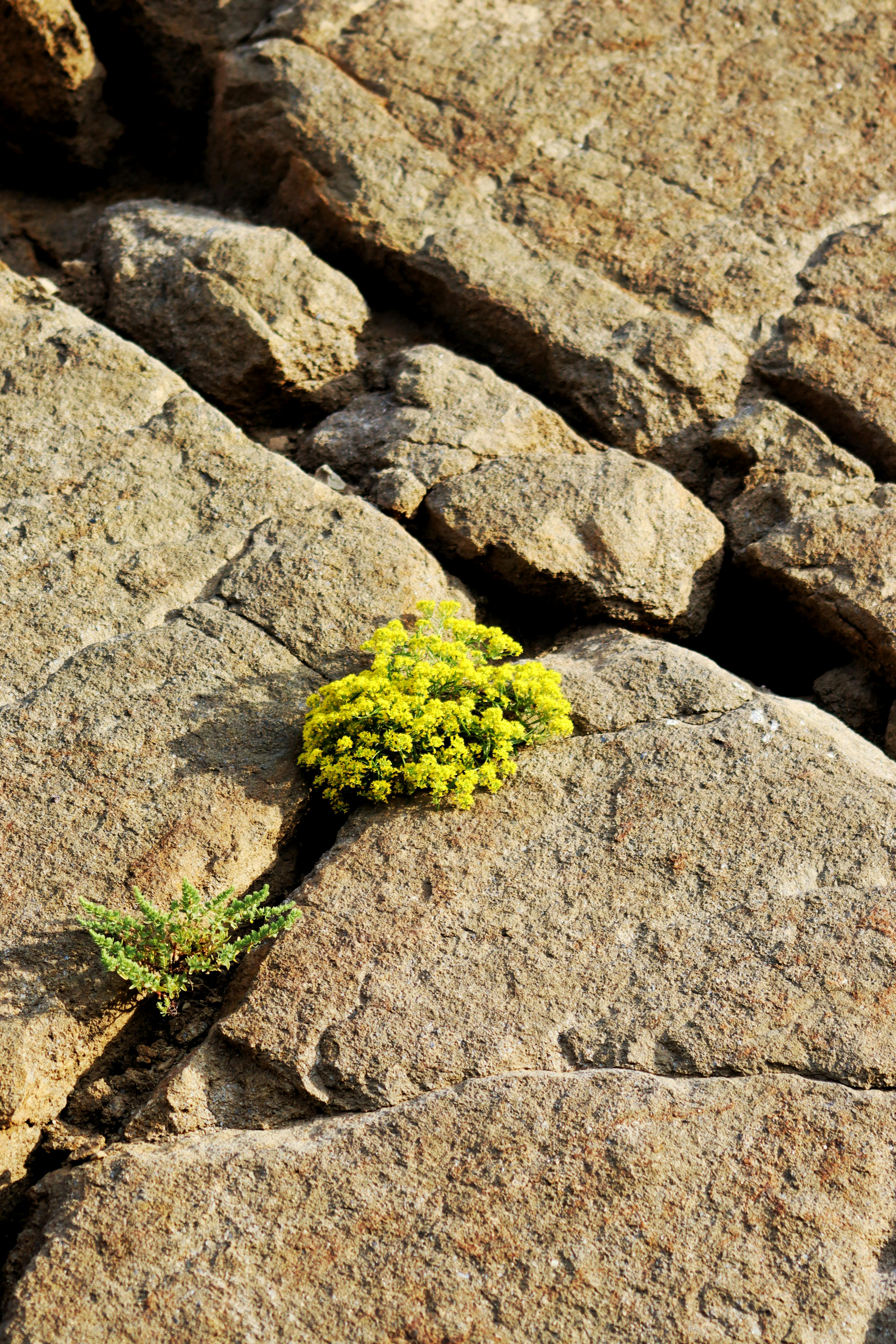 Green Solid Colors Photos, Download The BEST Free Green Solid Colors ...