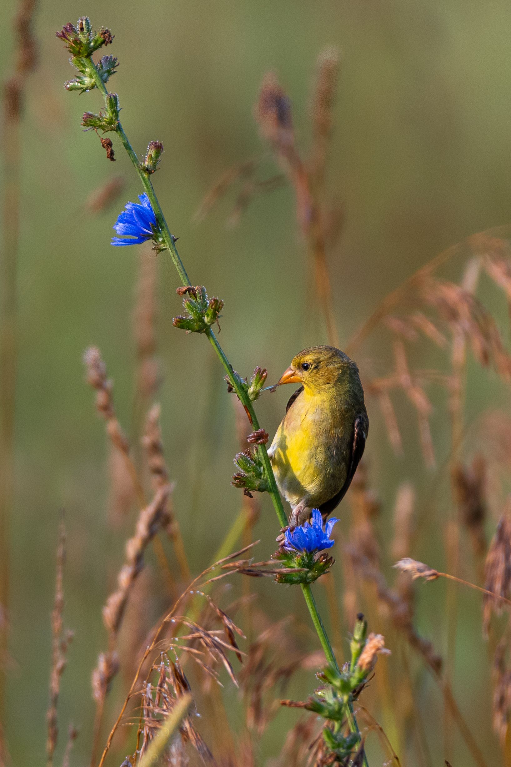 Yellow Bird Perching on Blossoming Plant · Free Stock Photo