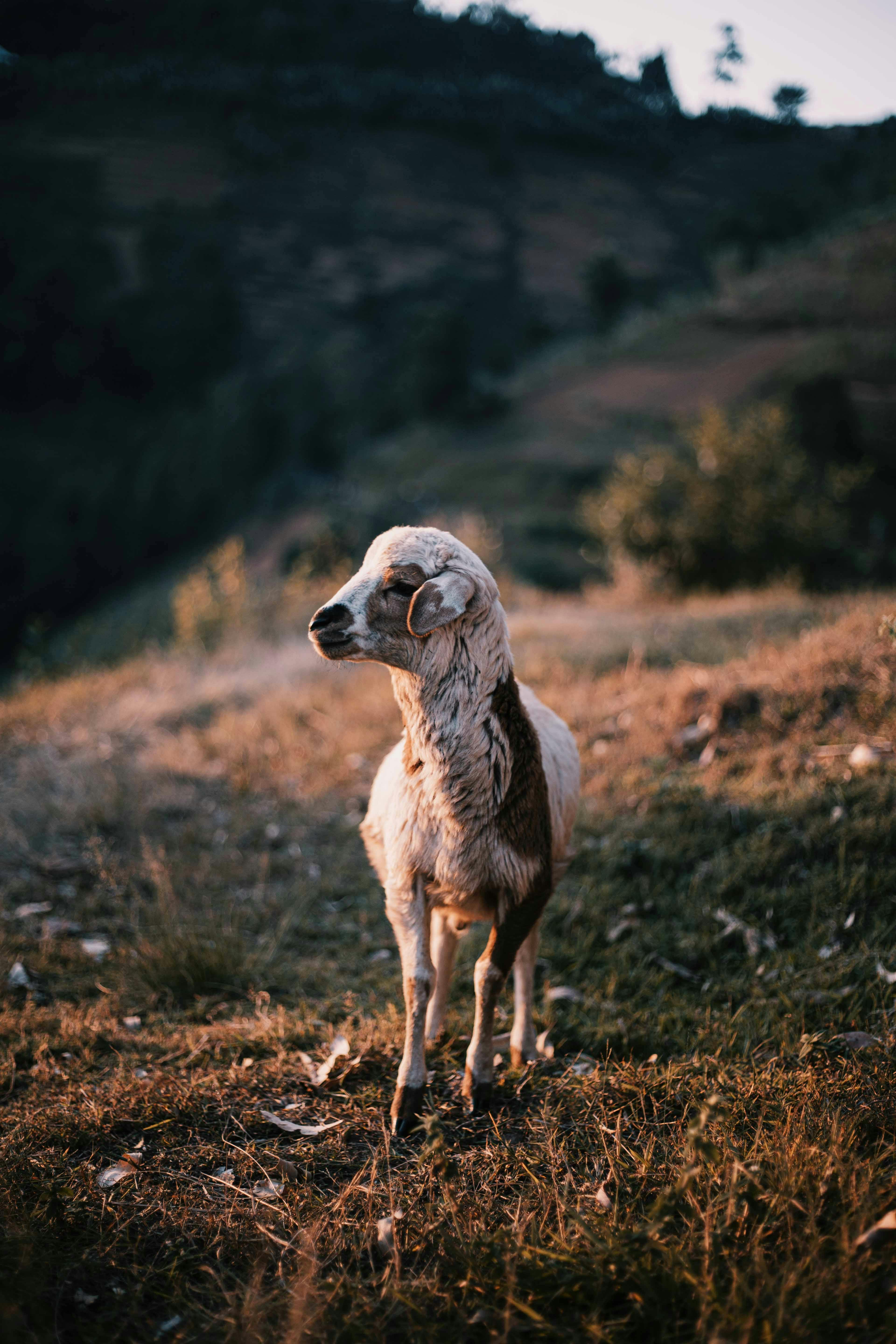 Iraqi Sheep Photos, Download The BEST Free Iraqi Sheep Stock Photos ...