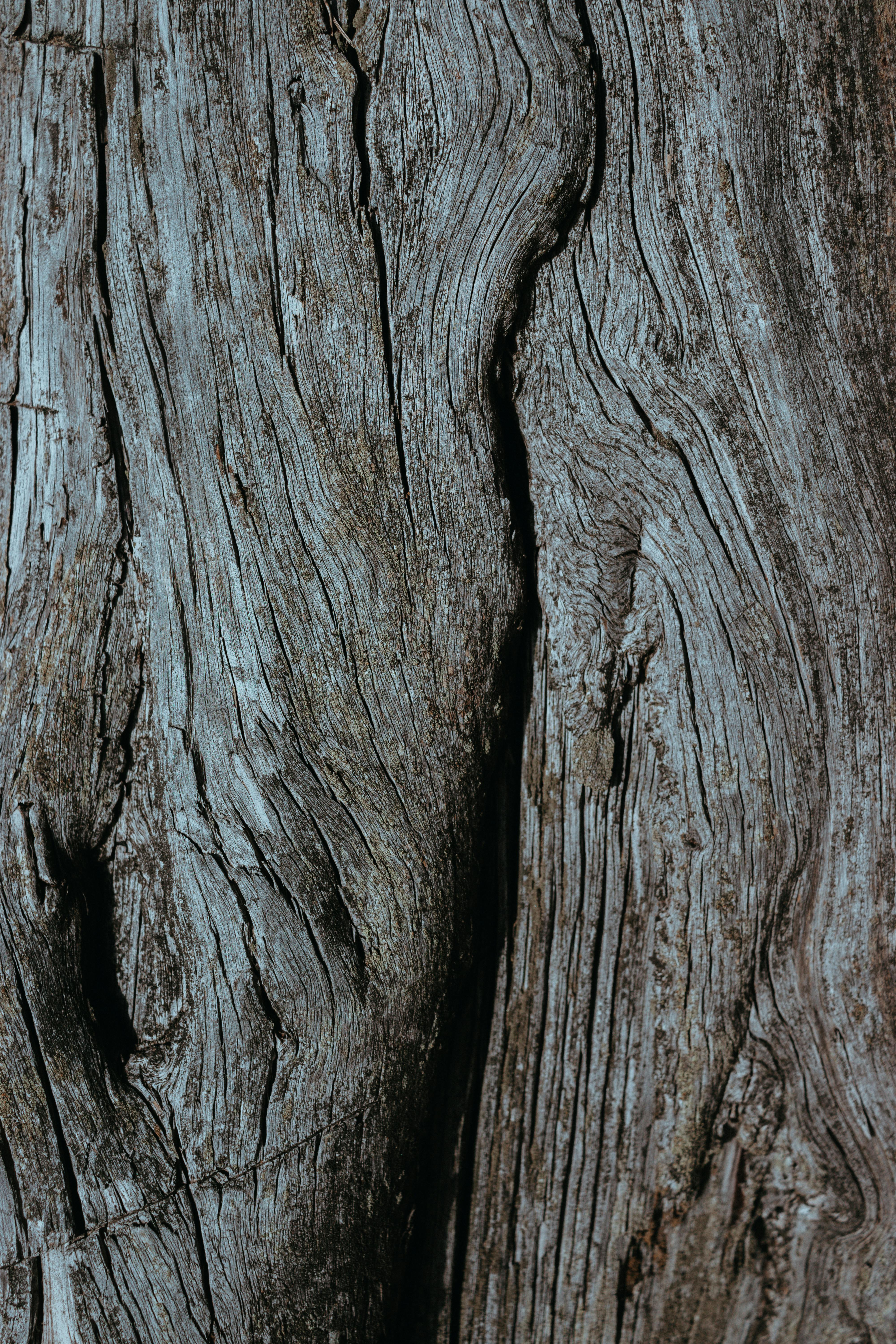 Wahoo Bark Photos, Download The BEST Free Wahoo Bark Stock Photos & HD ...