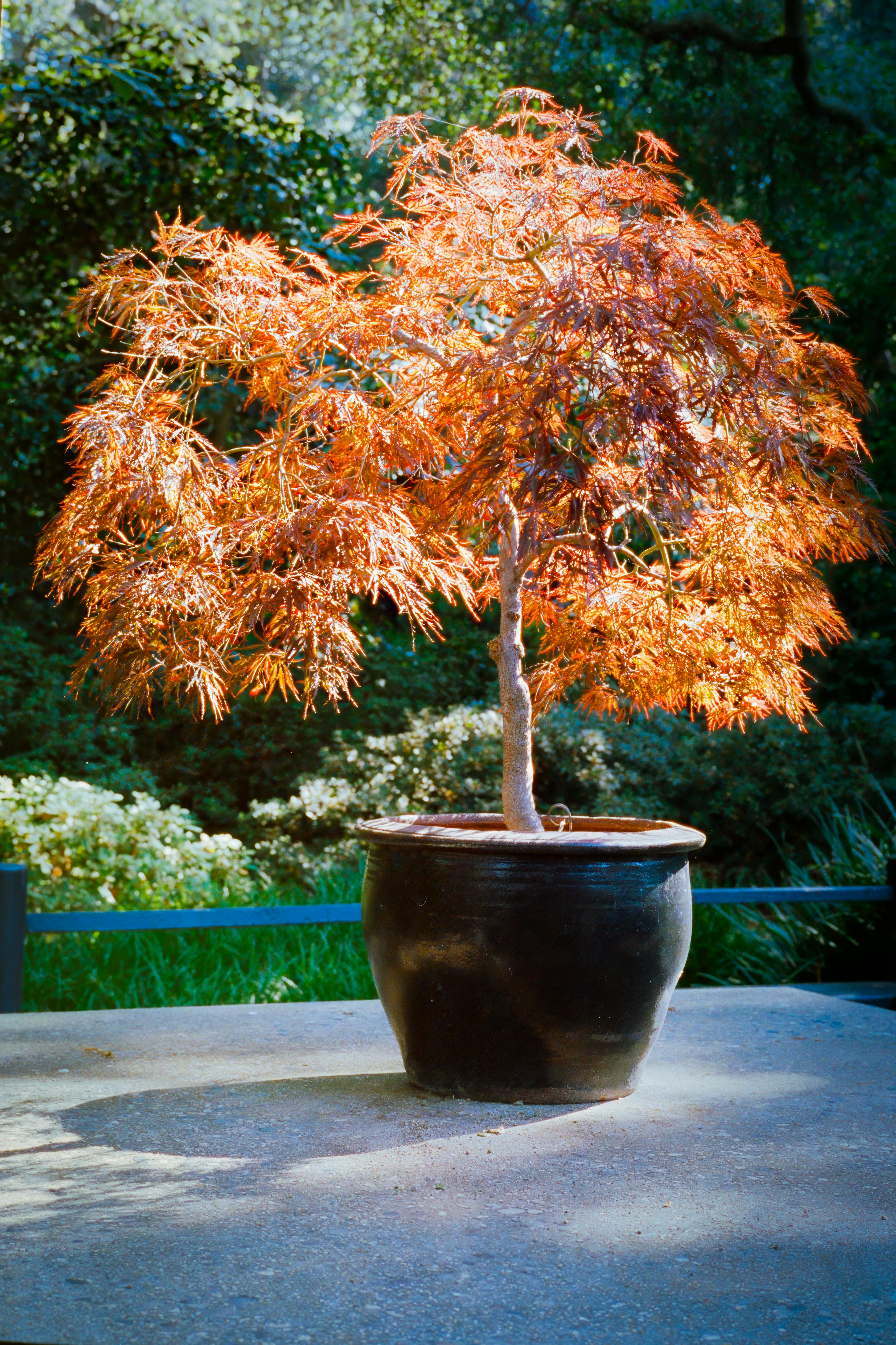 Sunlit Red Japanese Maple in a Large Clay Pot · Free Stock Photo