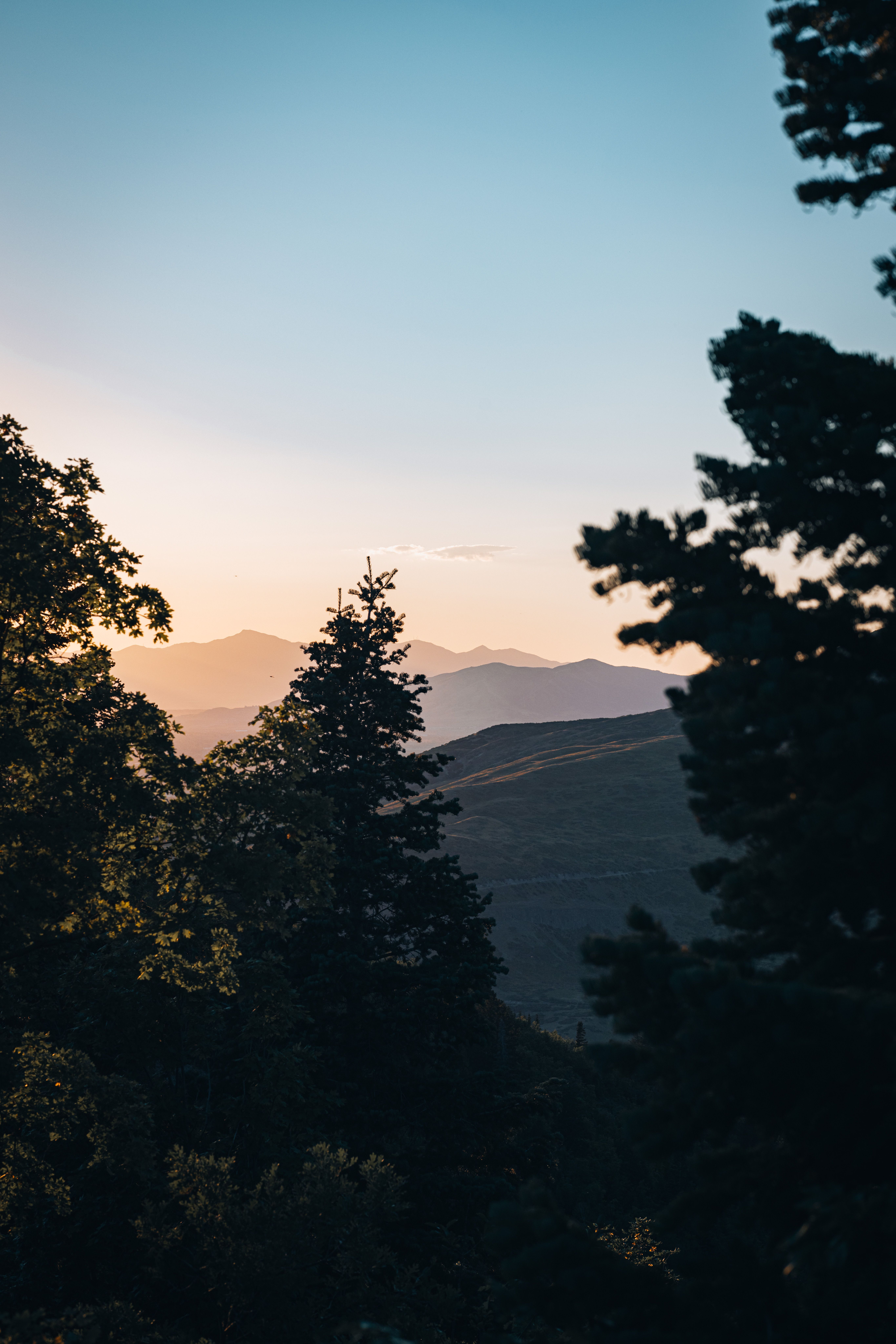 Trees and Hills behind · Free Stock Photo