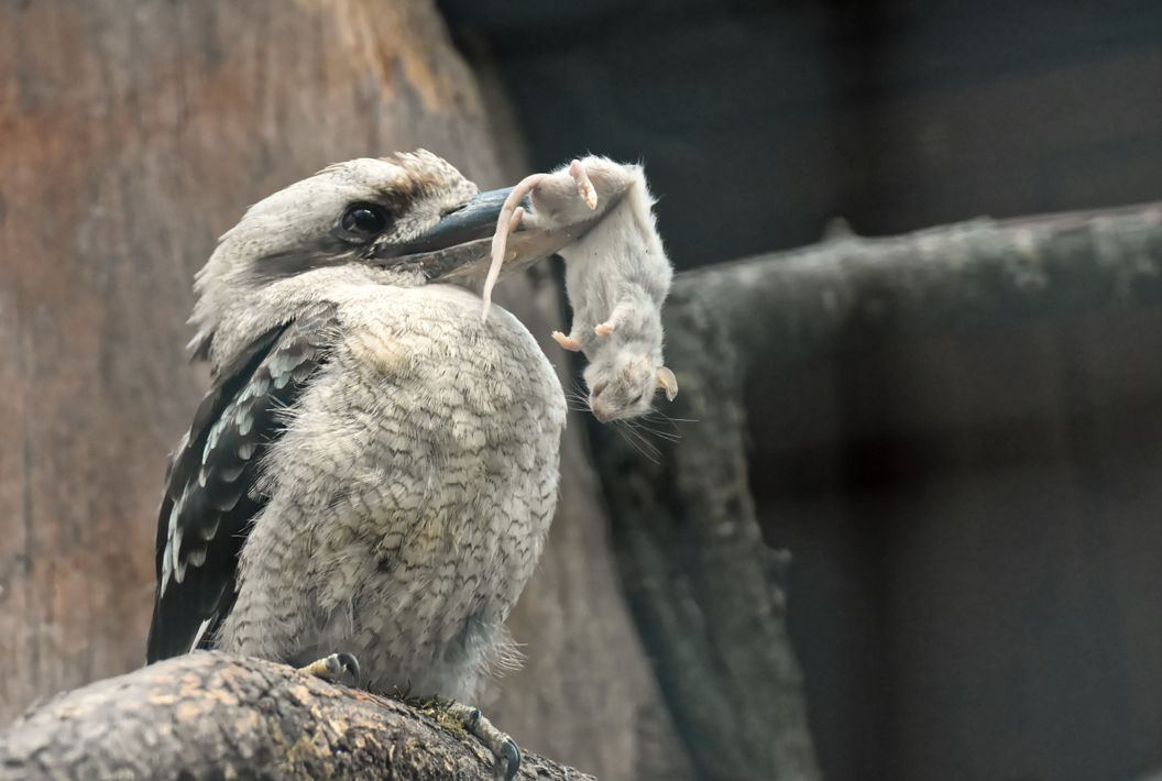 Laughing Kookaburra Habitat, Diet, and Breeding Guide