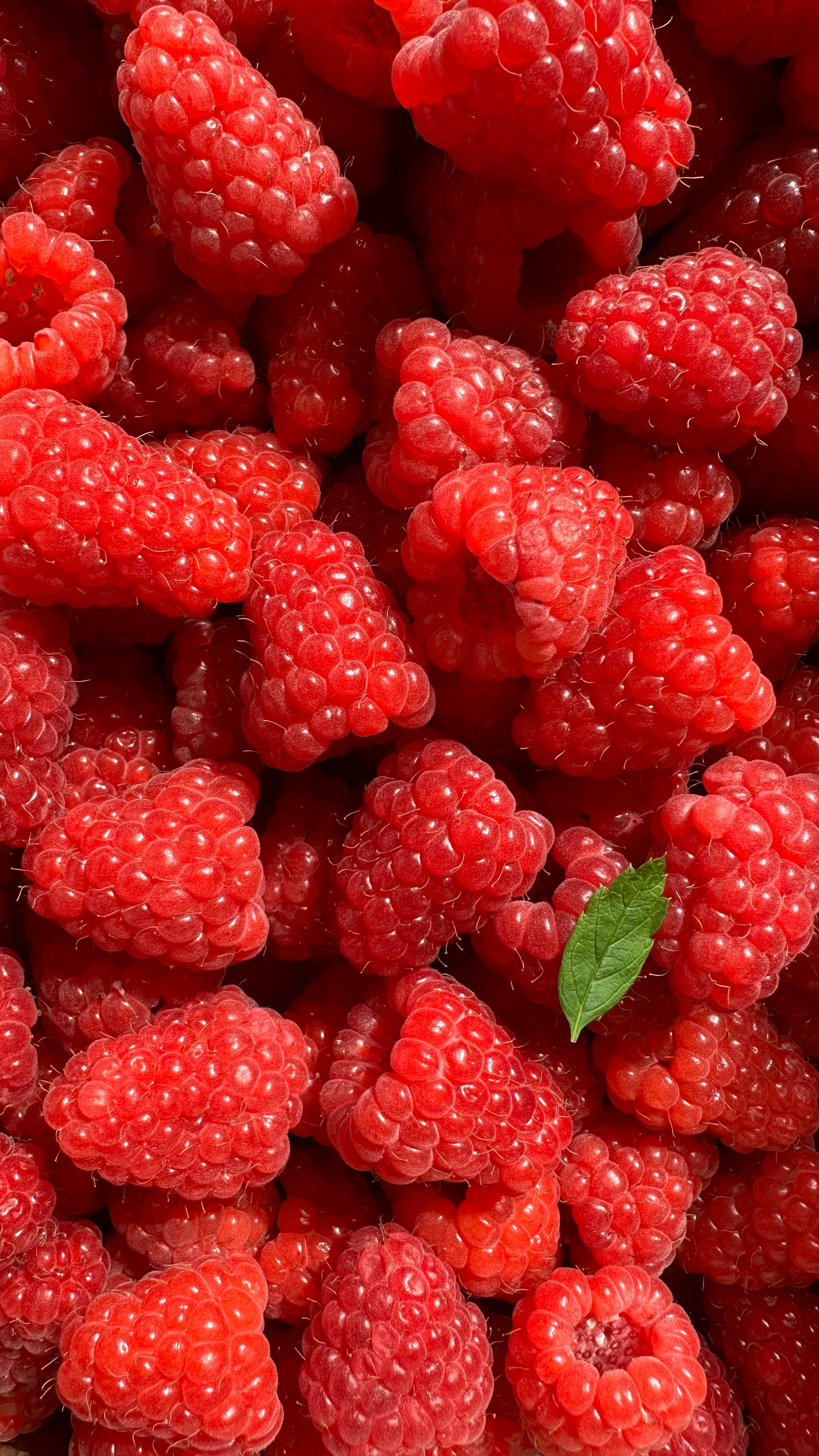 Closeup of Ripe Raspberries · Free Stock Photo