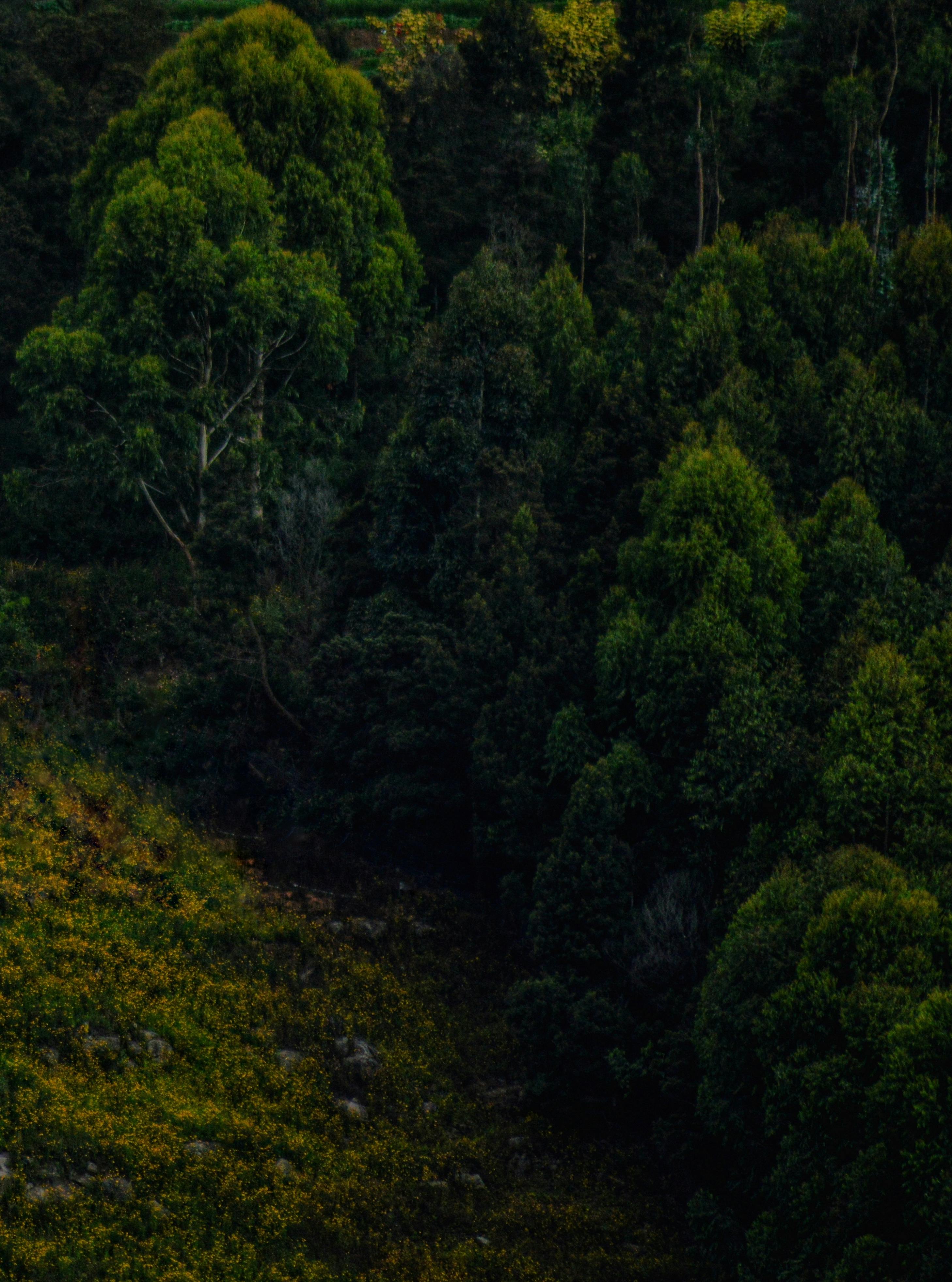 Mountain Slope Covered with Forest · Free Stock Photo