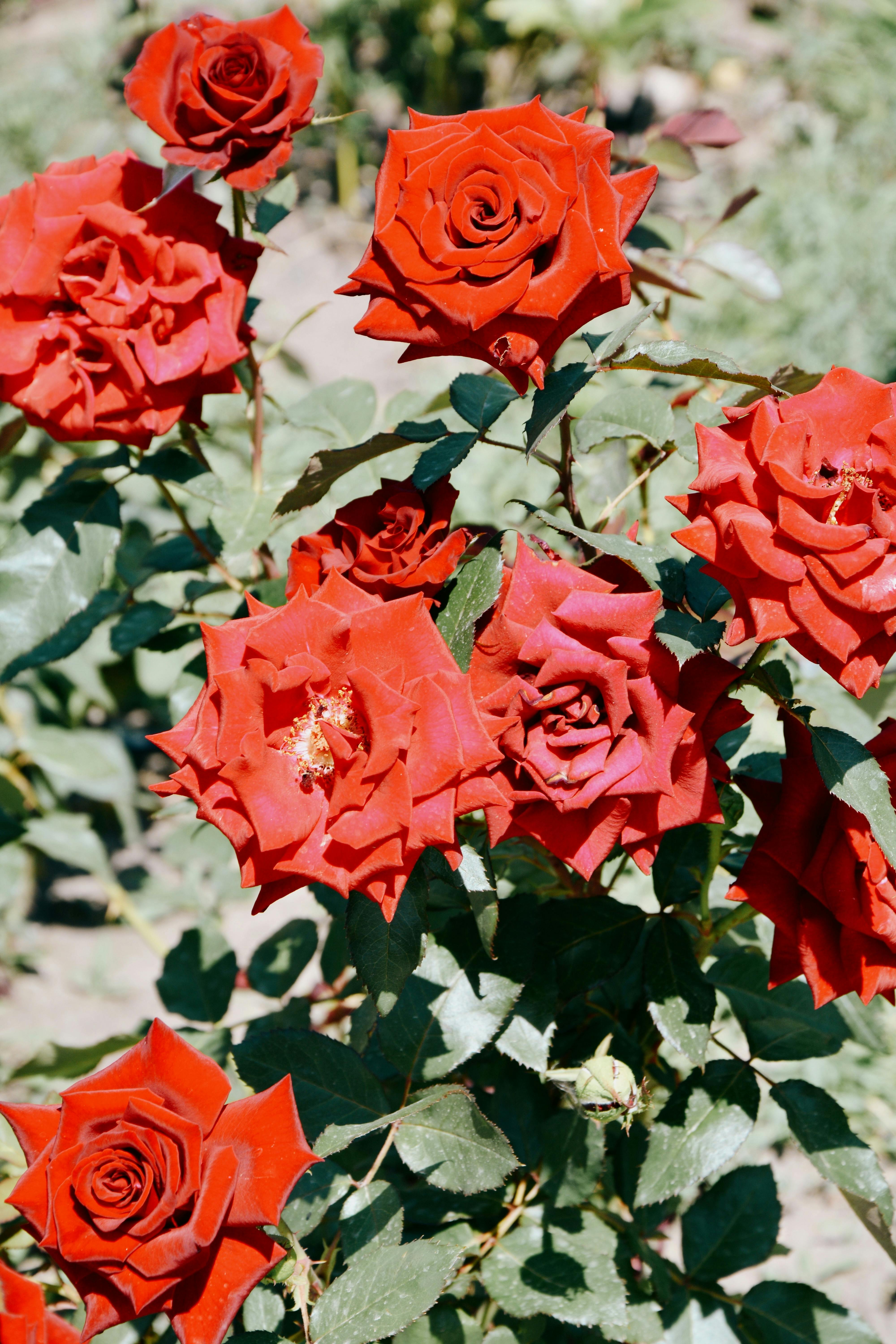 Red Roses on Shrub · Free Stock Photo