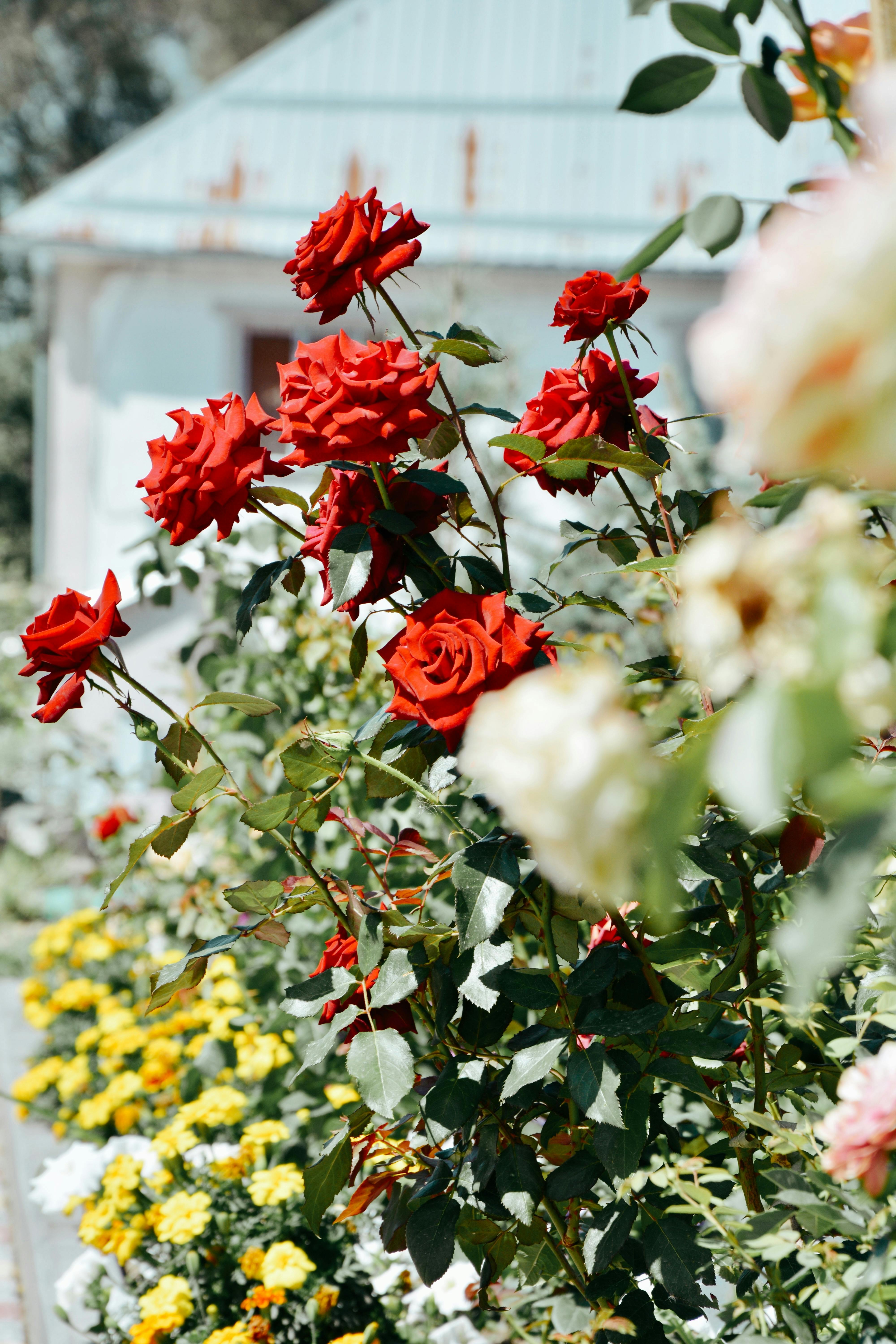 Colorful Roses in Nature · Free Stock Photo