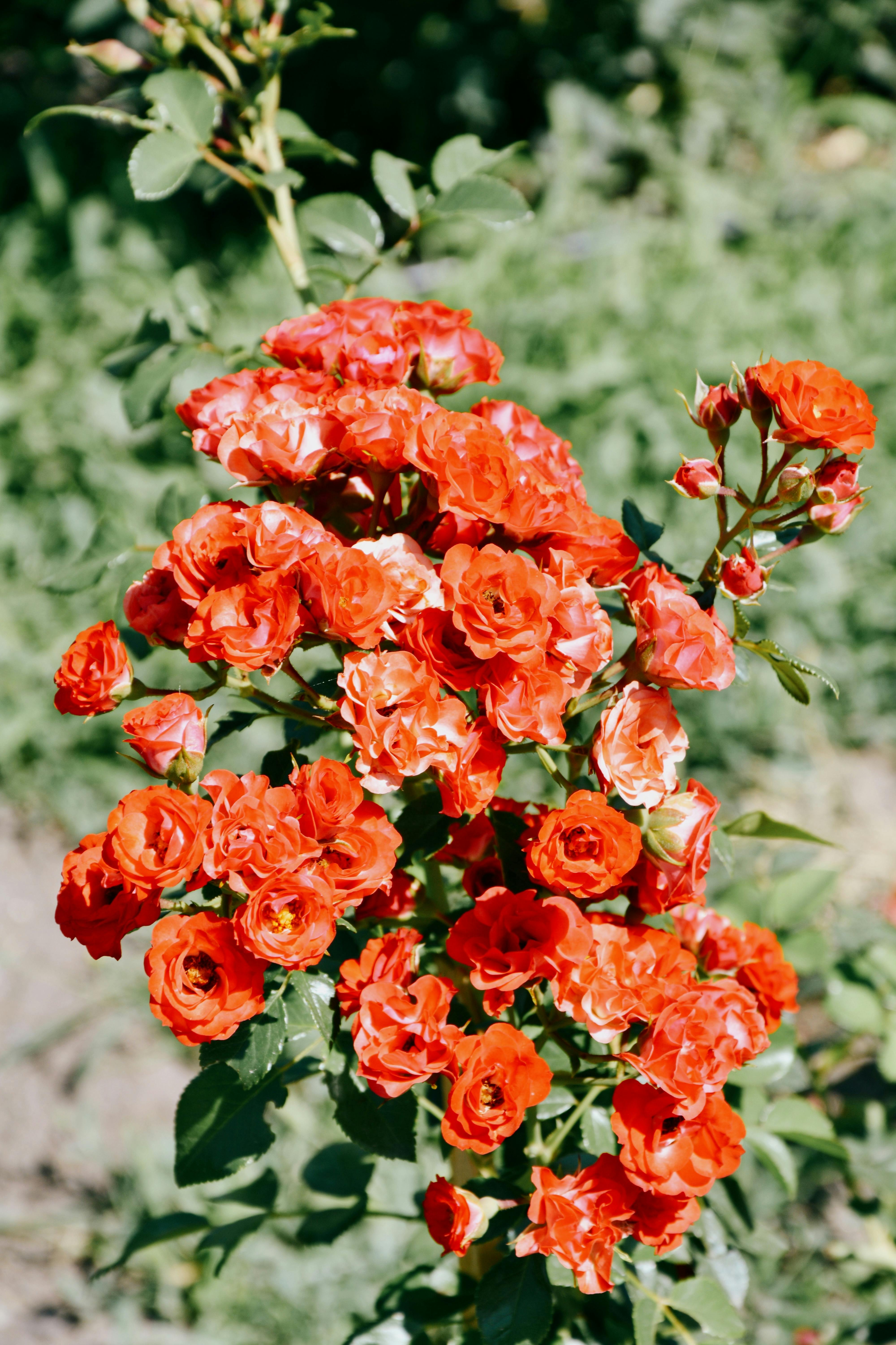 Sunlit, Red Roses · Free Stock Photo