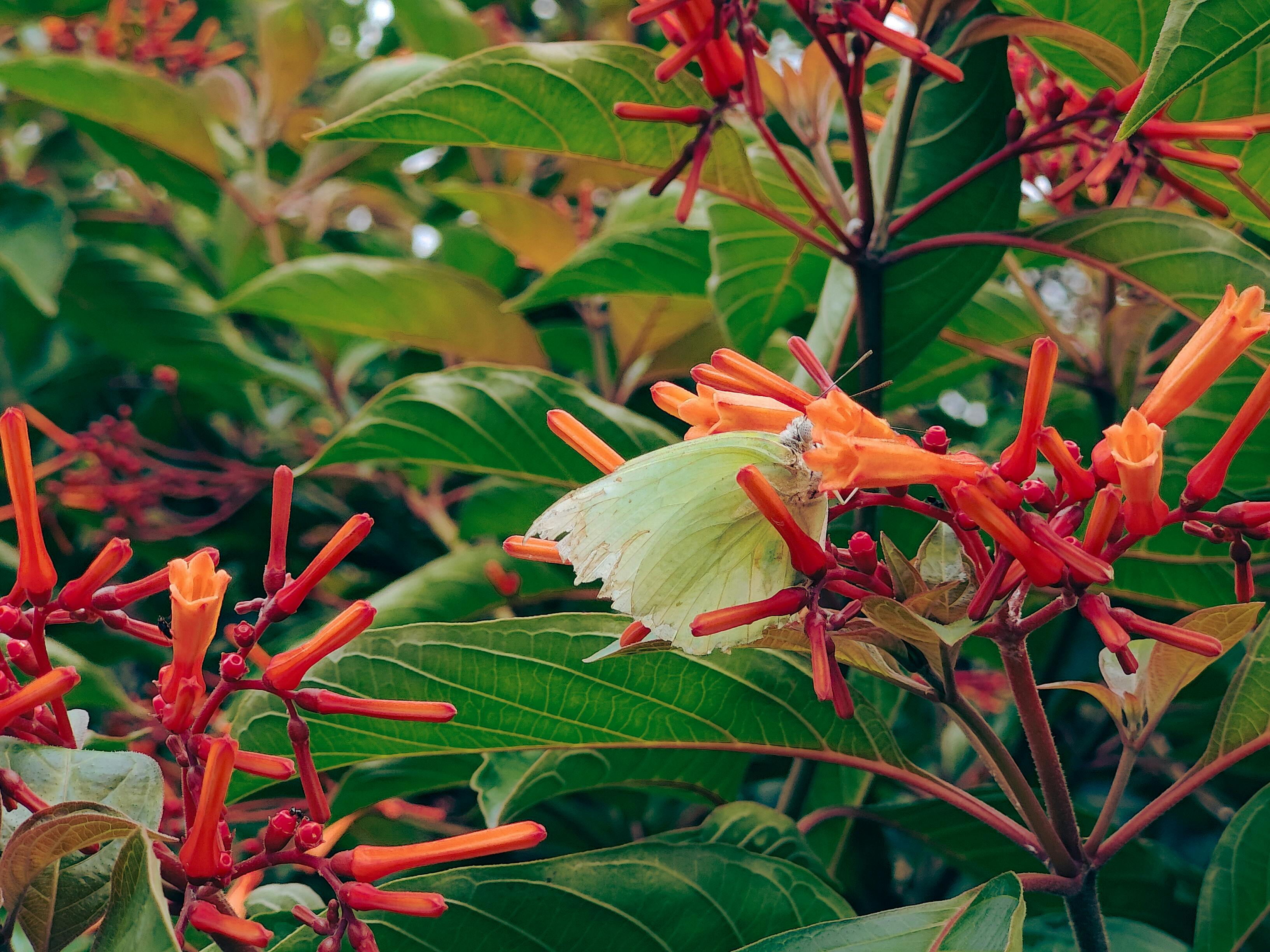 Bilal Akram - 写真