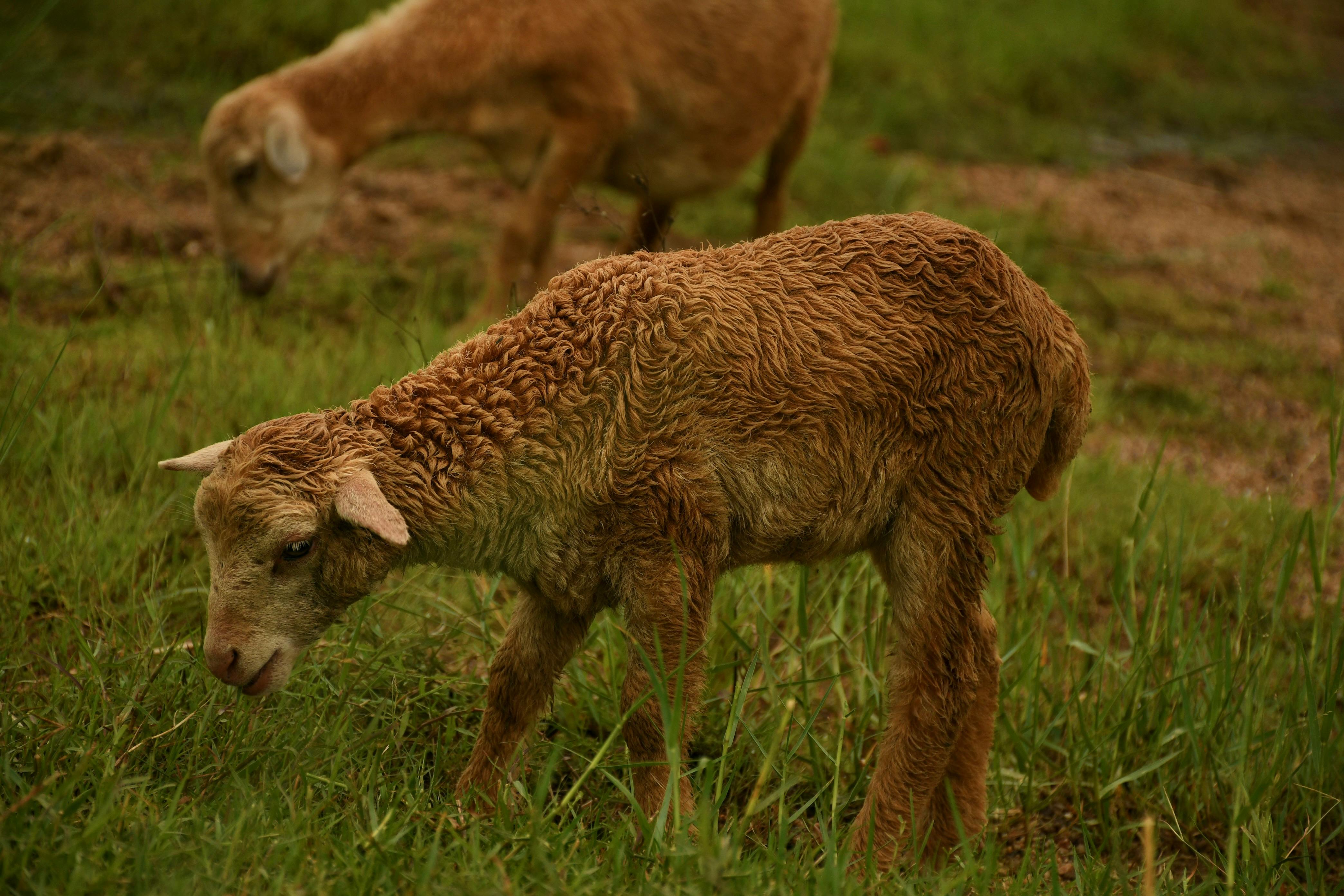 Grazing Photos, Download The BEST Free Grazing Stock Photos & HD Images