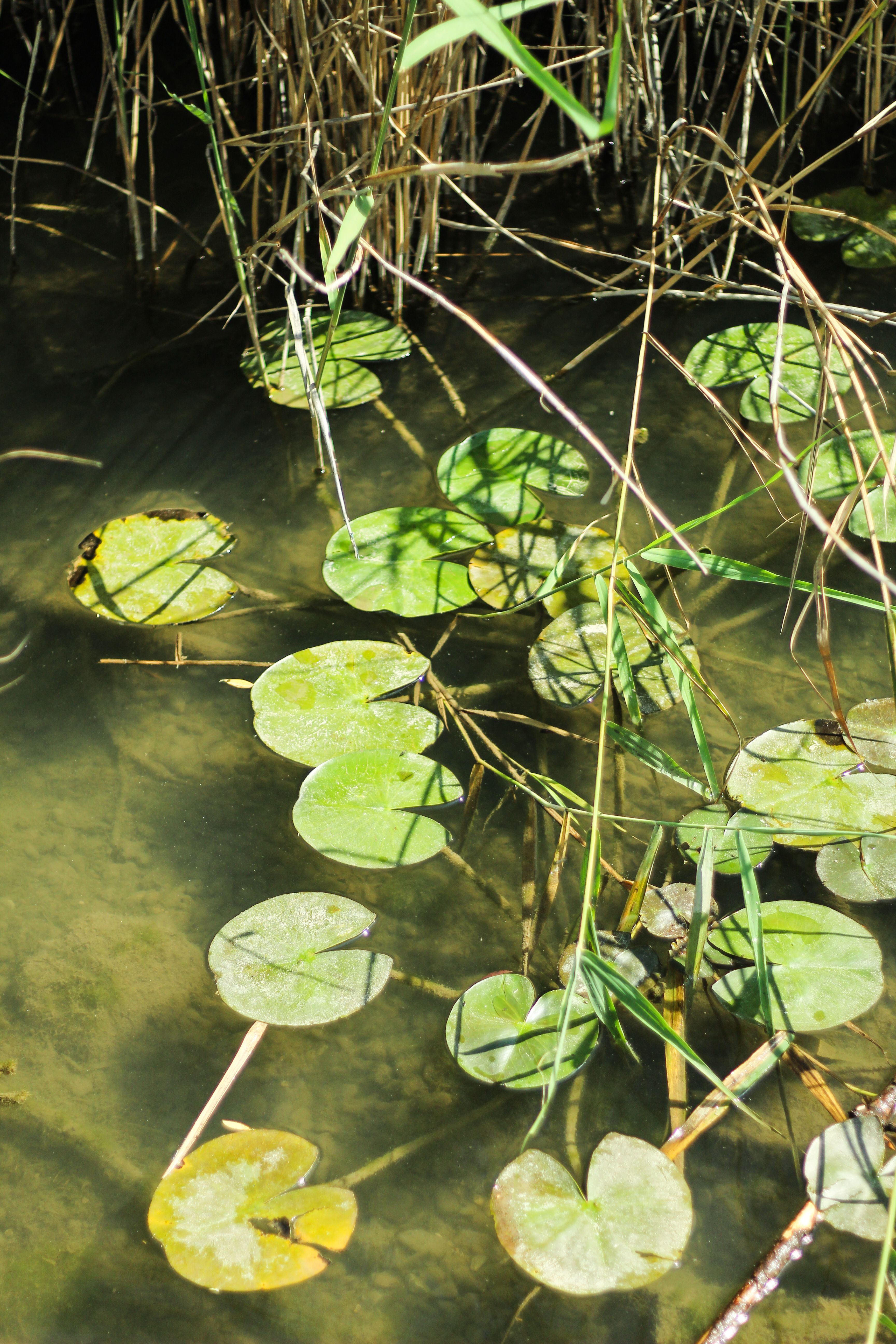 Water Lilies on Water · Free Stock Photo