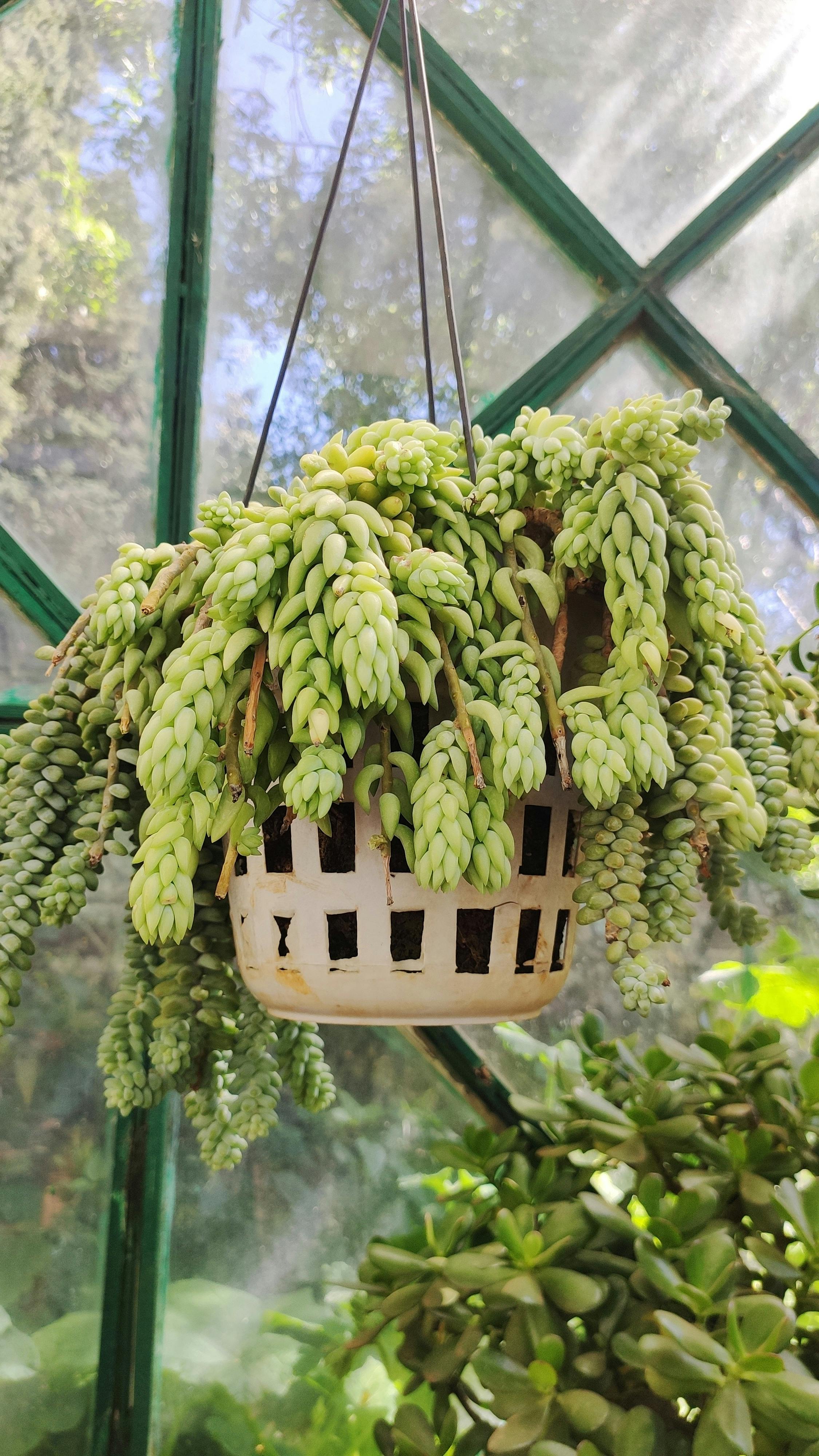 Isha Paliwal - 사진