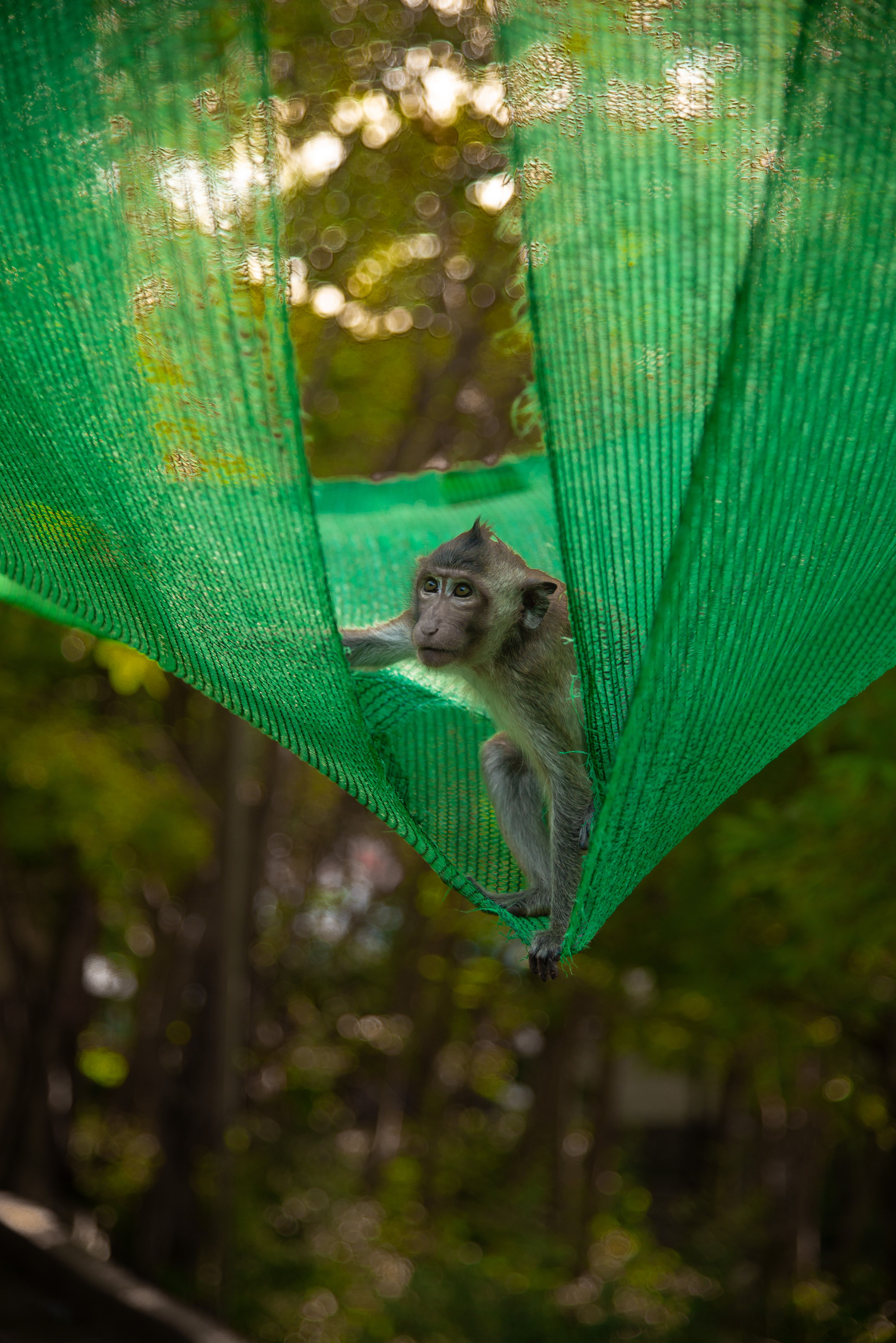 South African Monkey Photos, Download The BEST Free South African ...