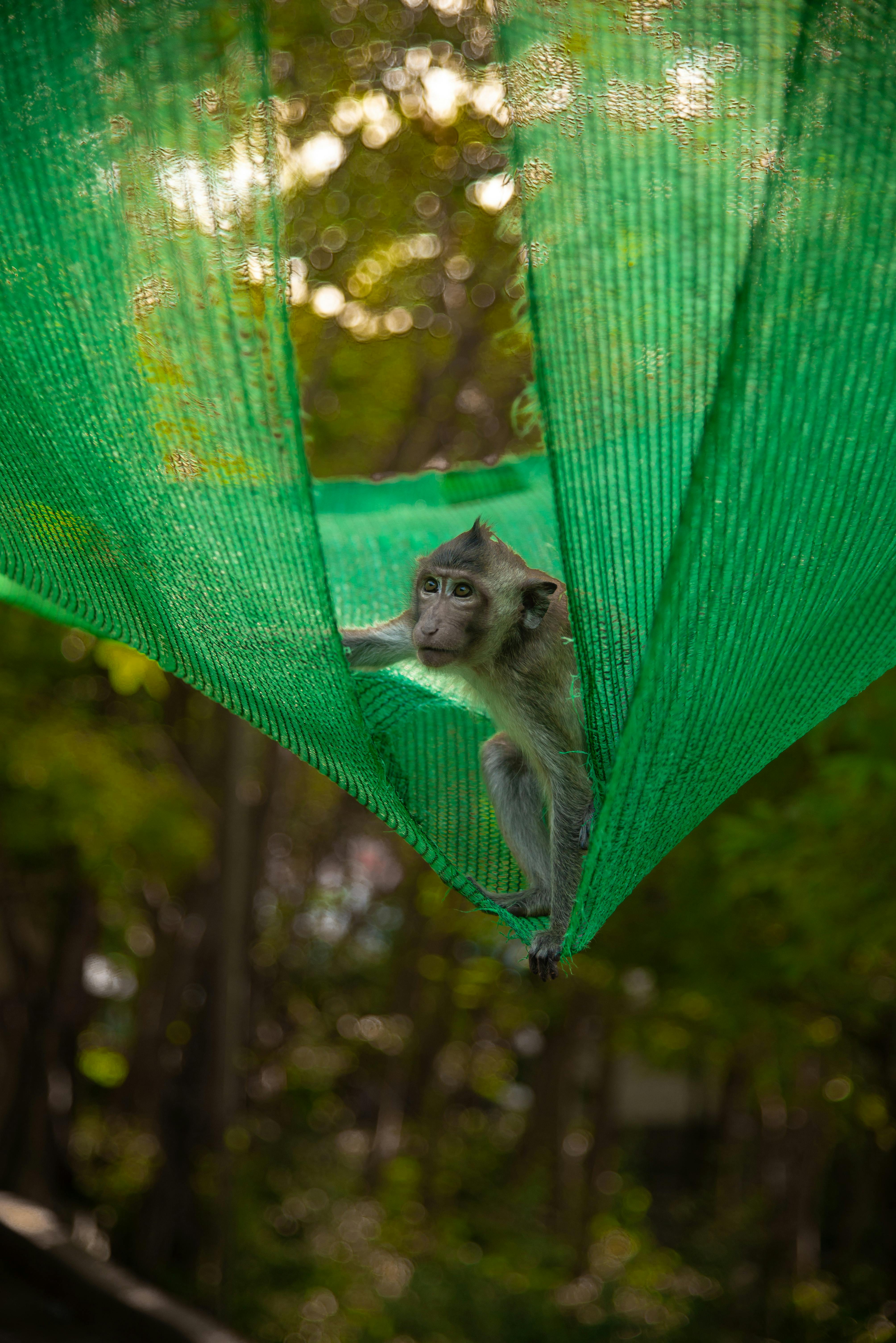 Small Macaque Monkey Standing in a Hammock · Free Stock Photo