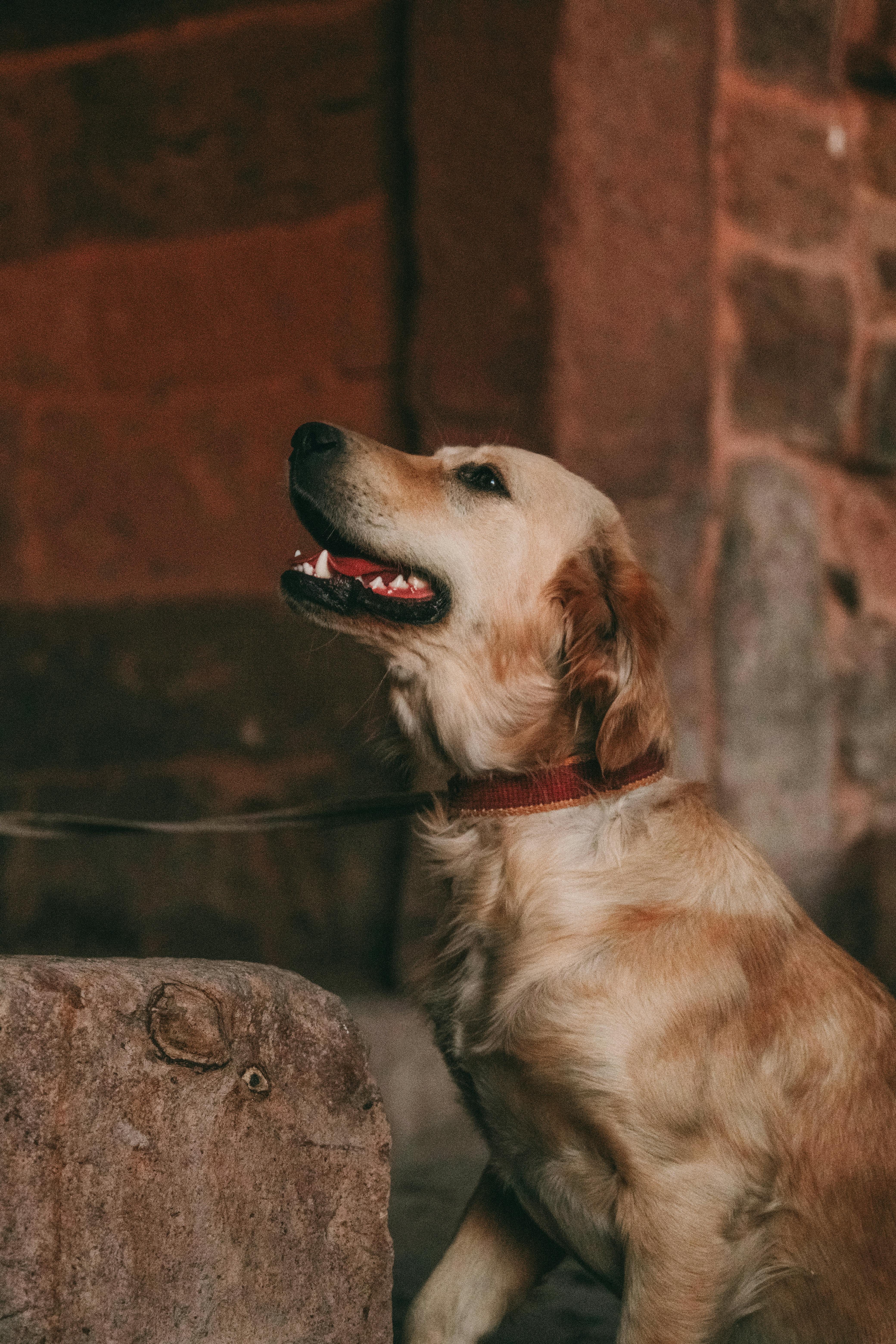 Foto de stock gratuita sobre abrigo dorado, adorable, al aire libre ...