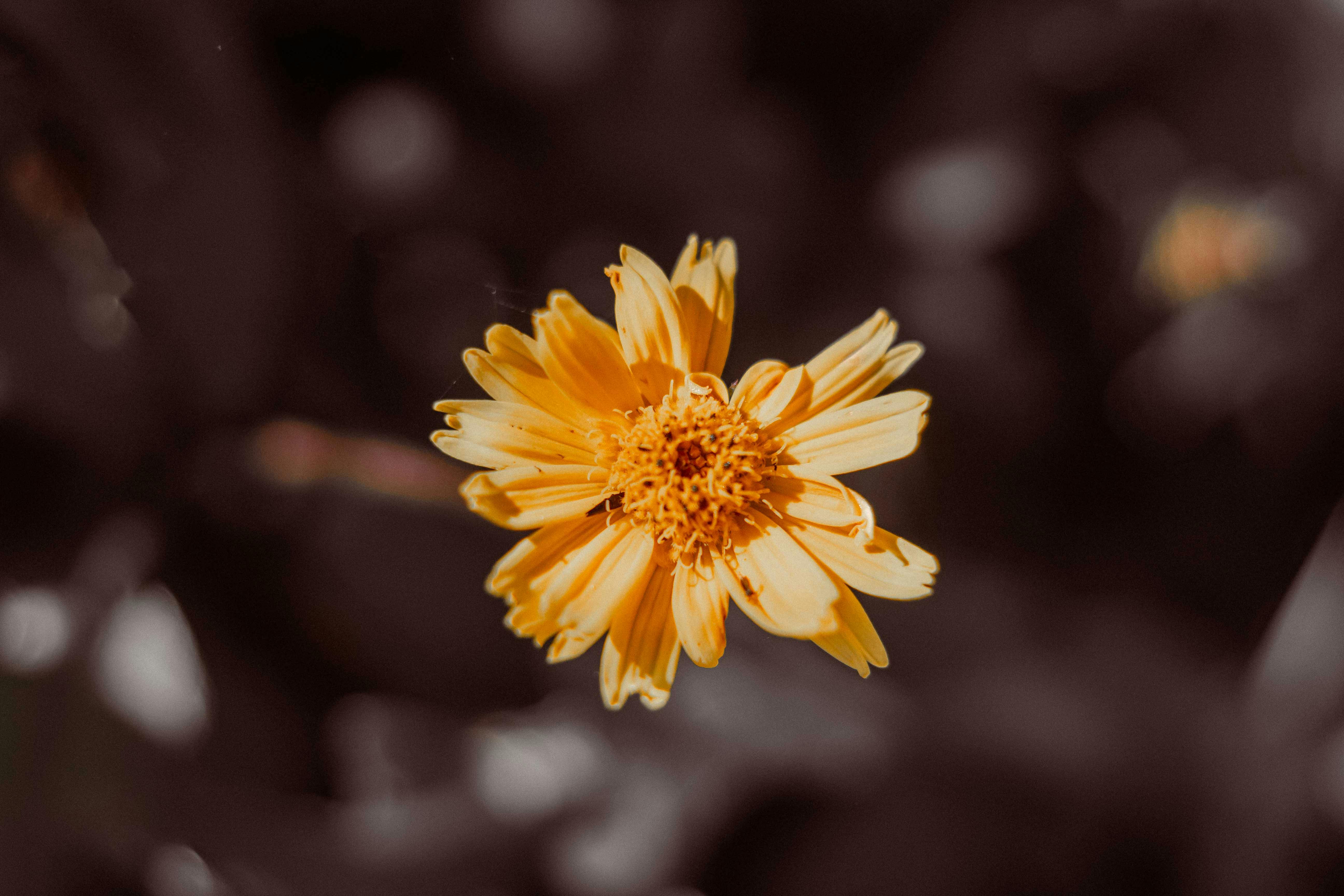 Close up of Yellow Flower · Free Stock Photo