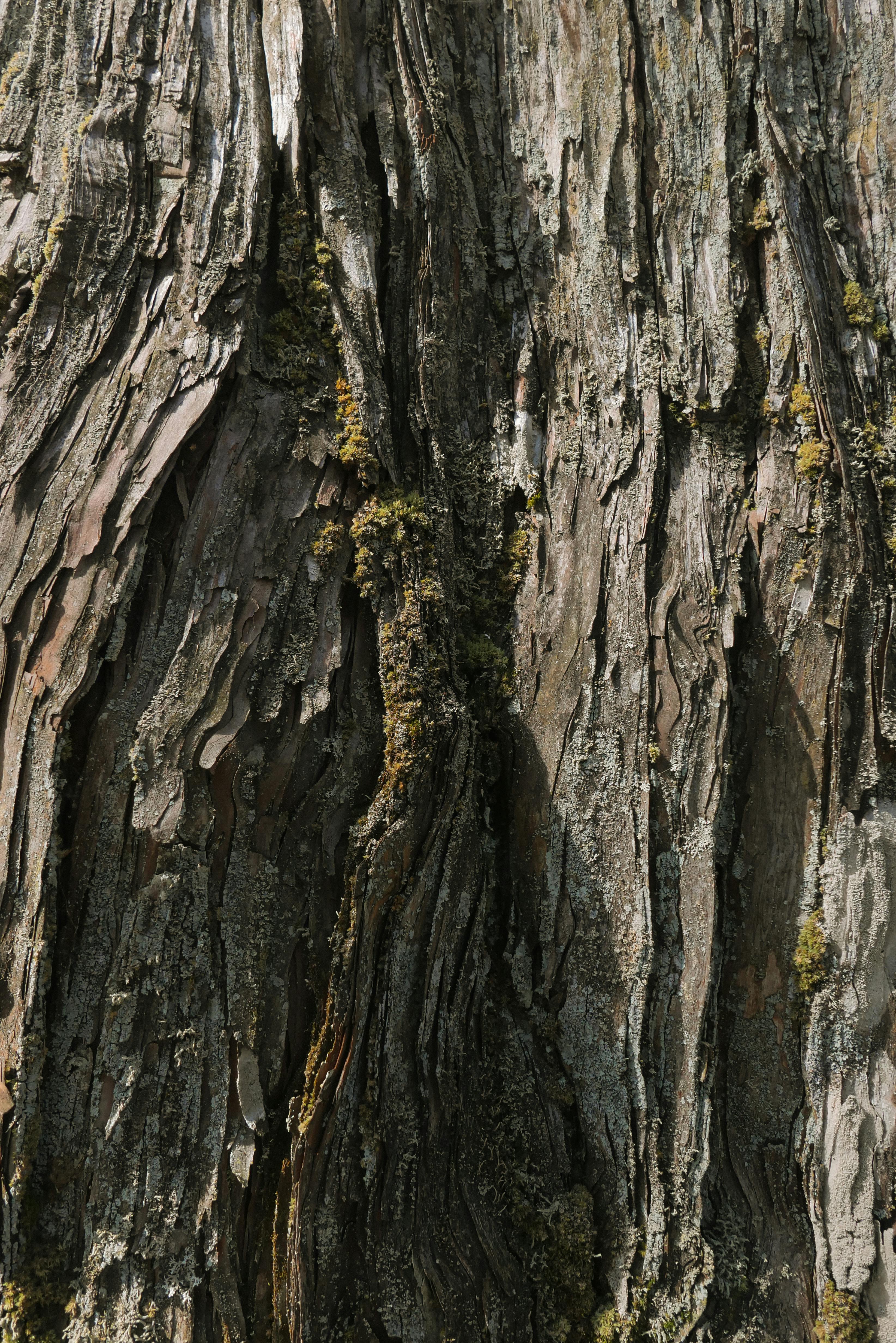 Tree Log Texture · Free Stock Photo