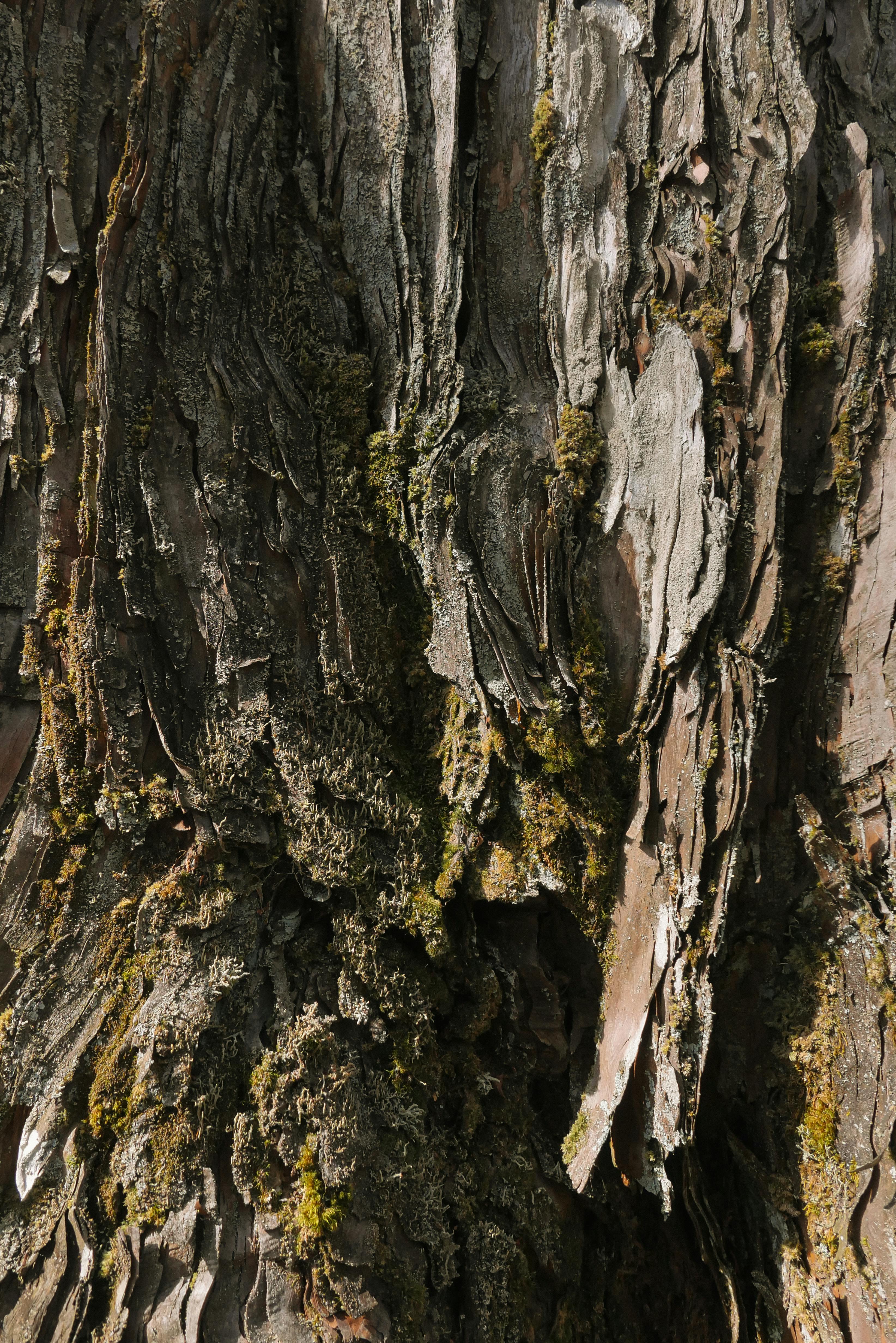 Brown Tree Bark · Free Stock Photo