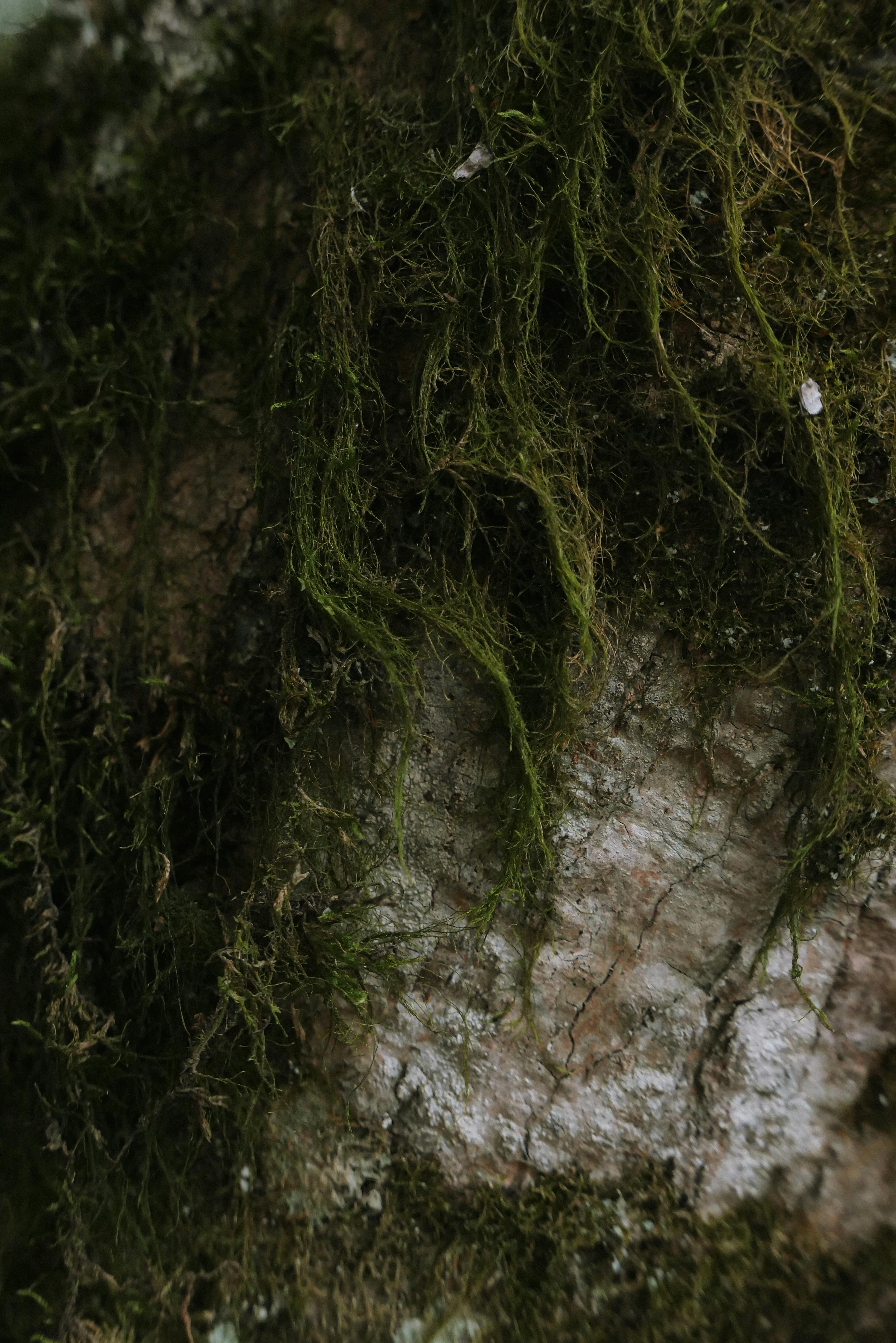 Moss on Rock Formation · Free Stock Photo