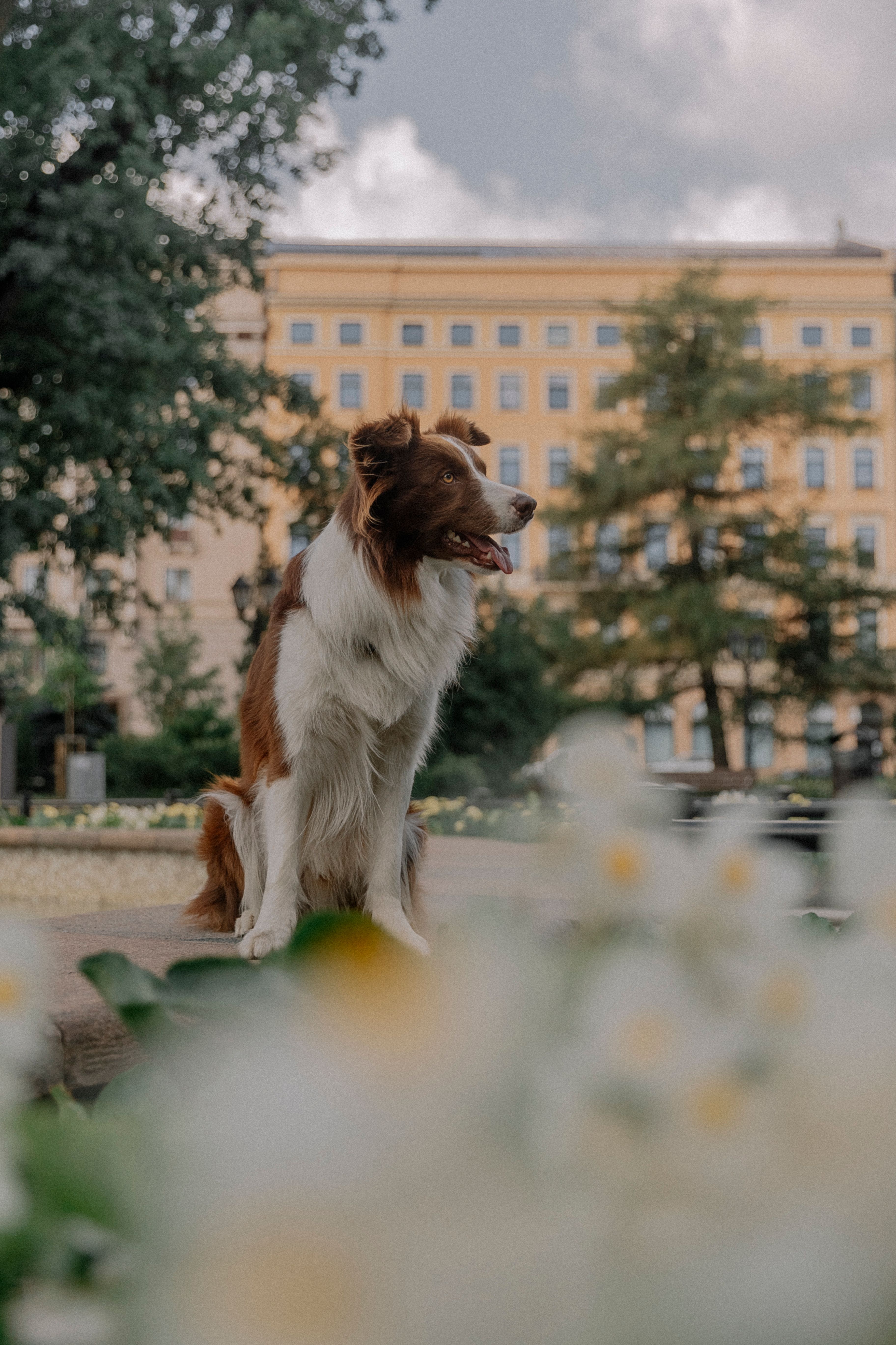 Spievanie Dog Photos, Download The BEST Free Spievanie Dog Stock Photos ...