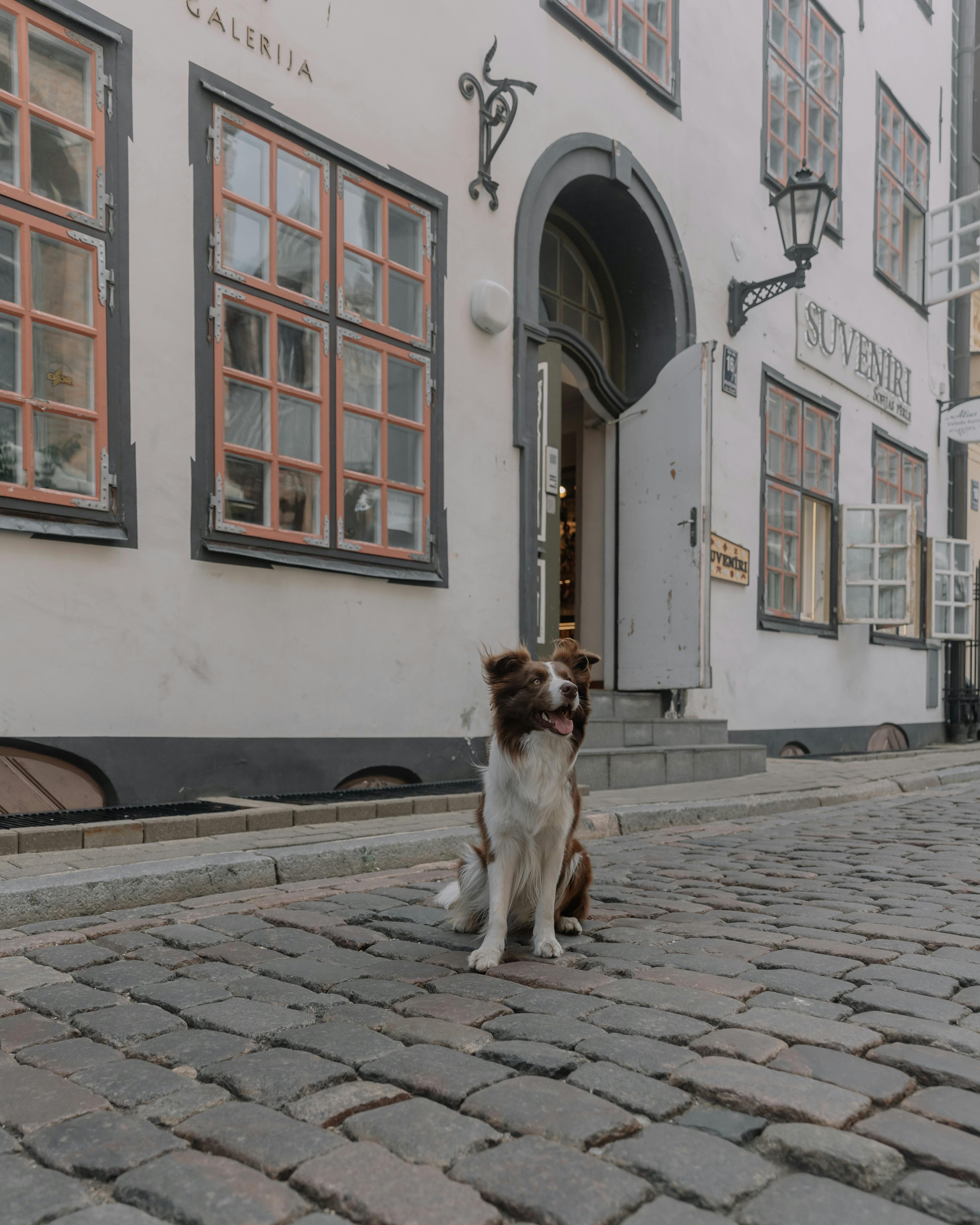 Dog on Cobblestone Street · Free Stock Photo