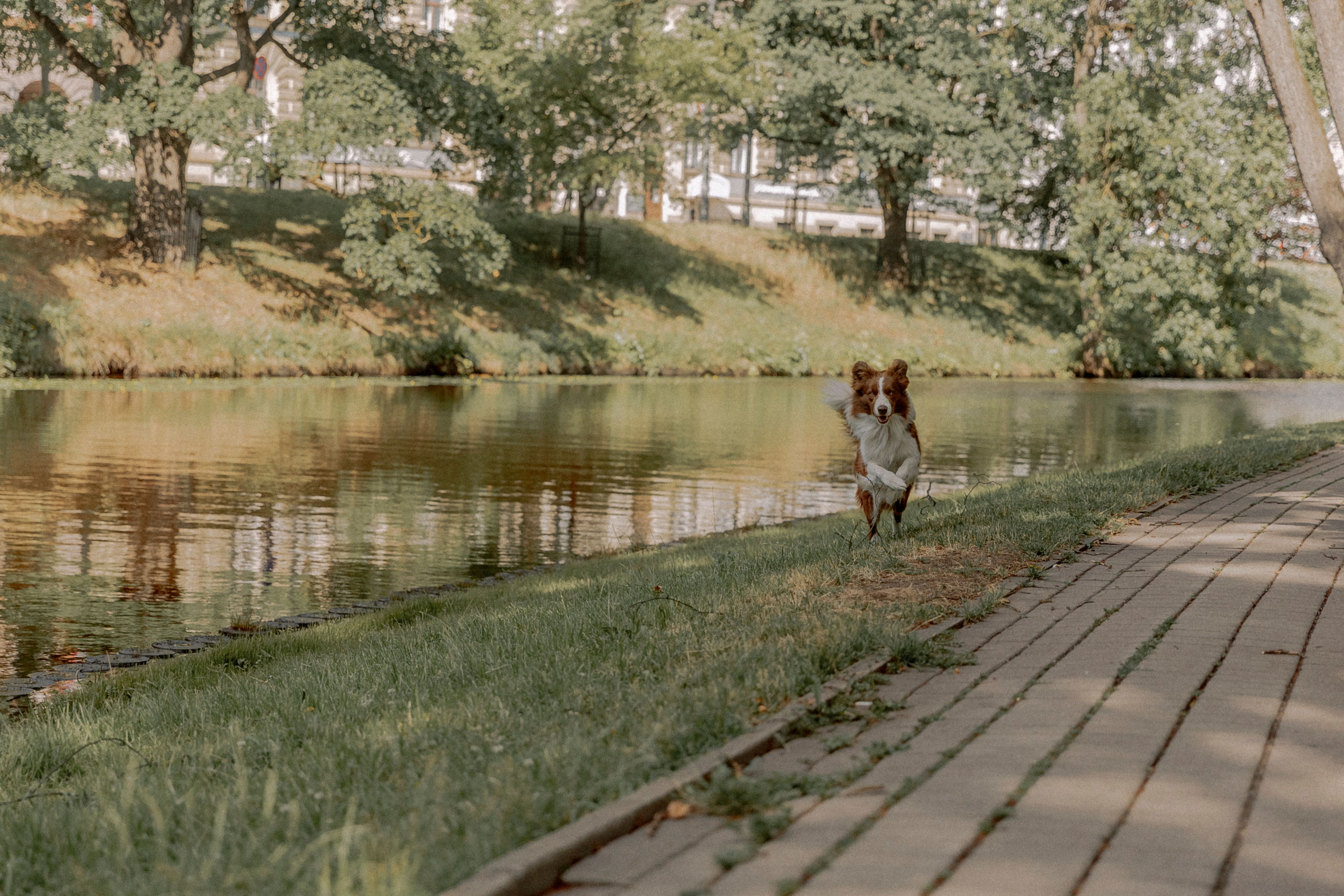 Dog Running Along River in Park · Free Stock Photo