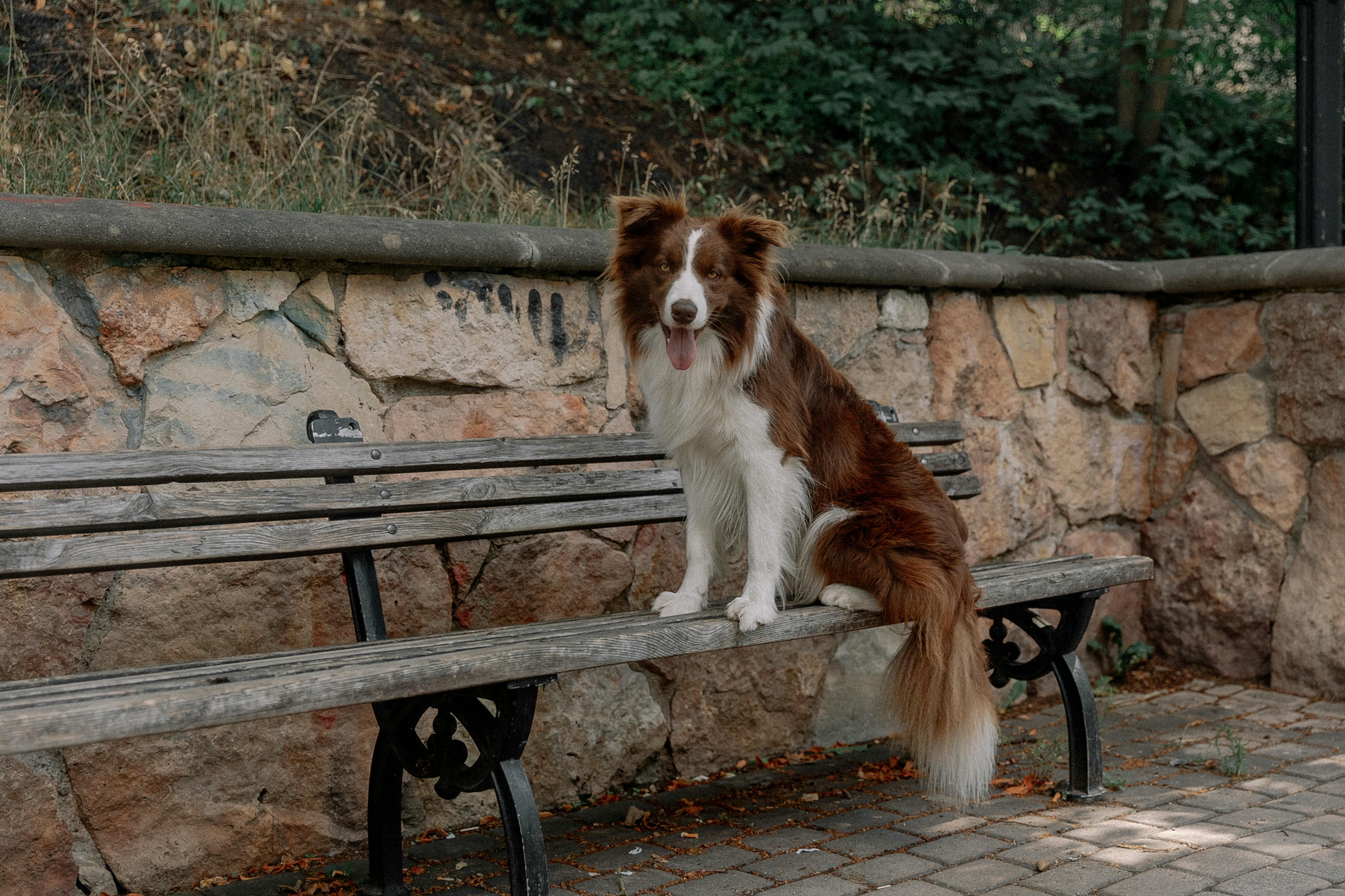 Border Collie on Bench · Free Stock Photo