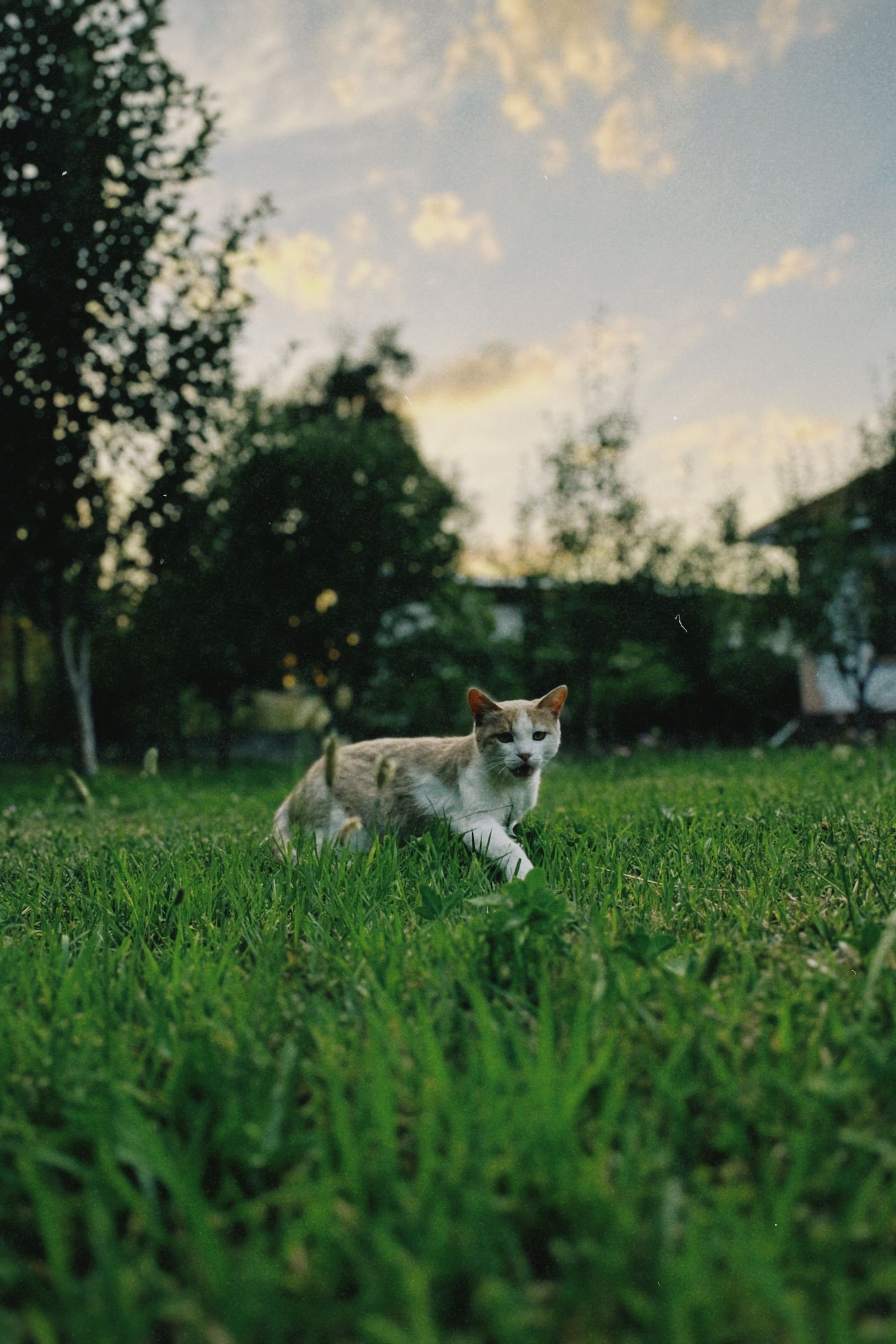 Running Cat On Grass Photos, Download The BEST Free Running Cat On ...
