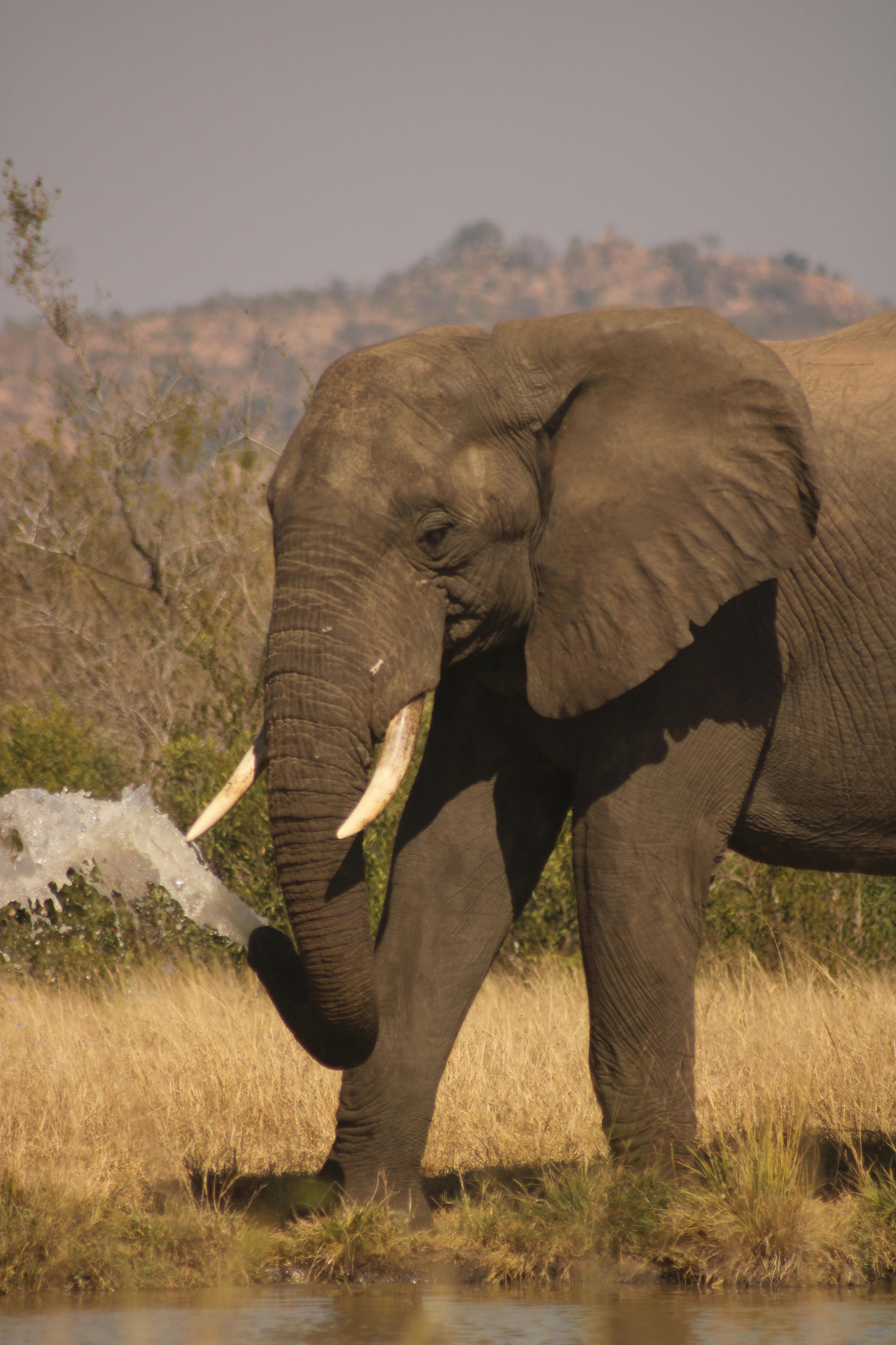 Elephant in Nature · Free Stock Photo