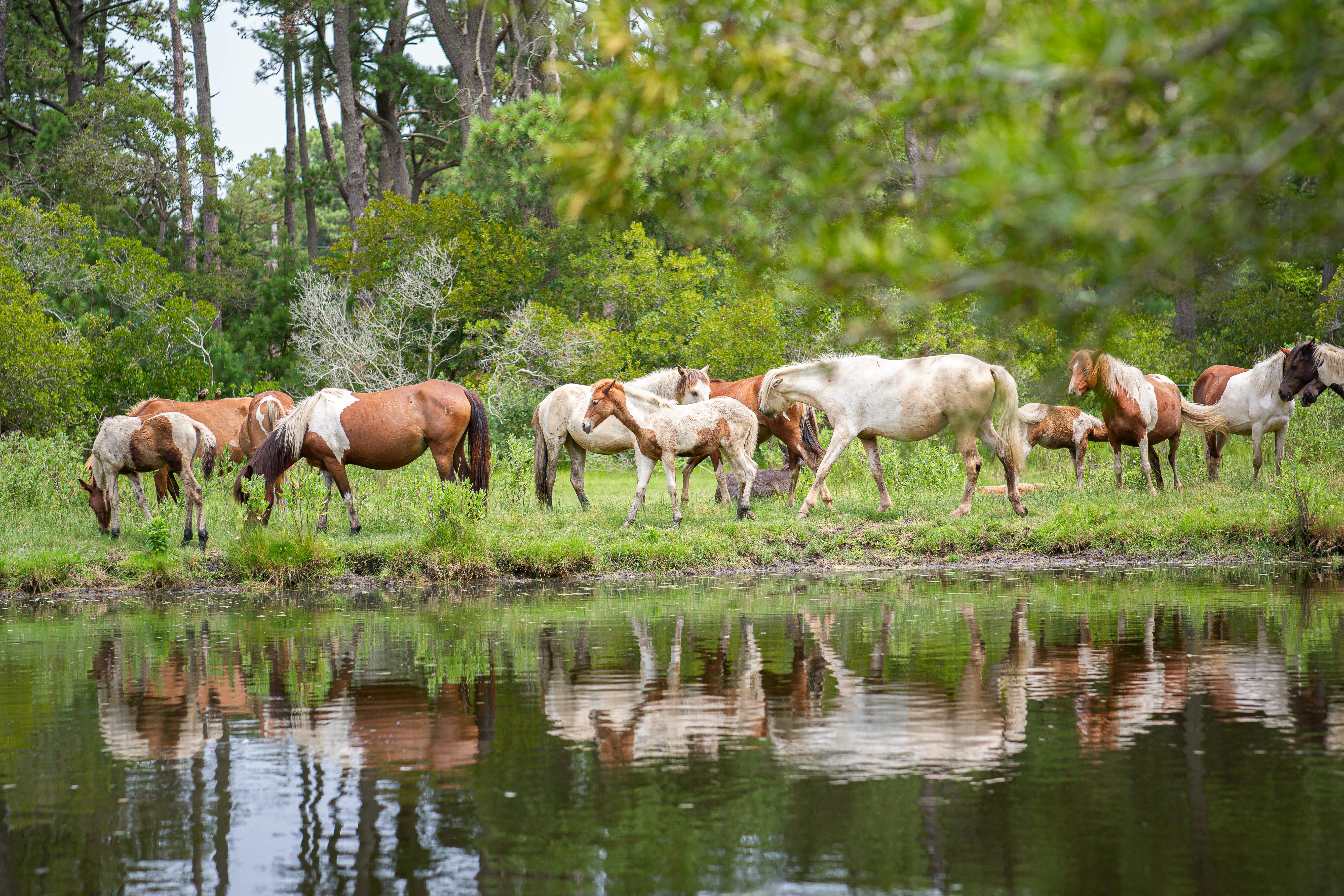 Gratis stockfoto van amerika, amerikaanse dieren in het wild, animalia ...