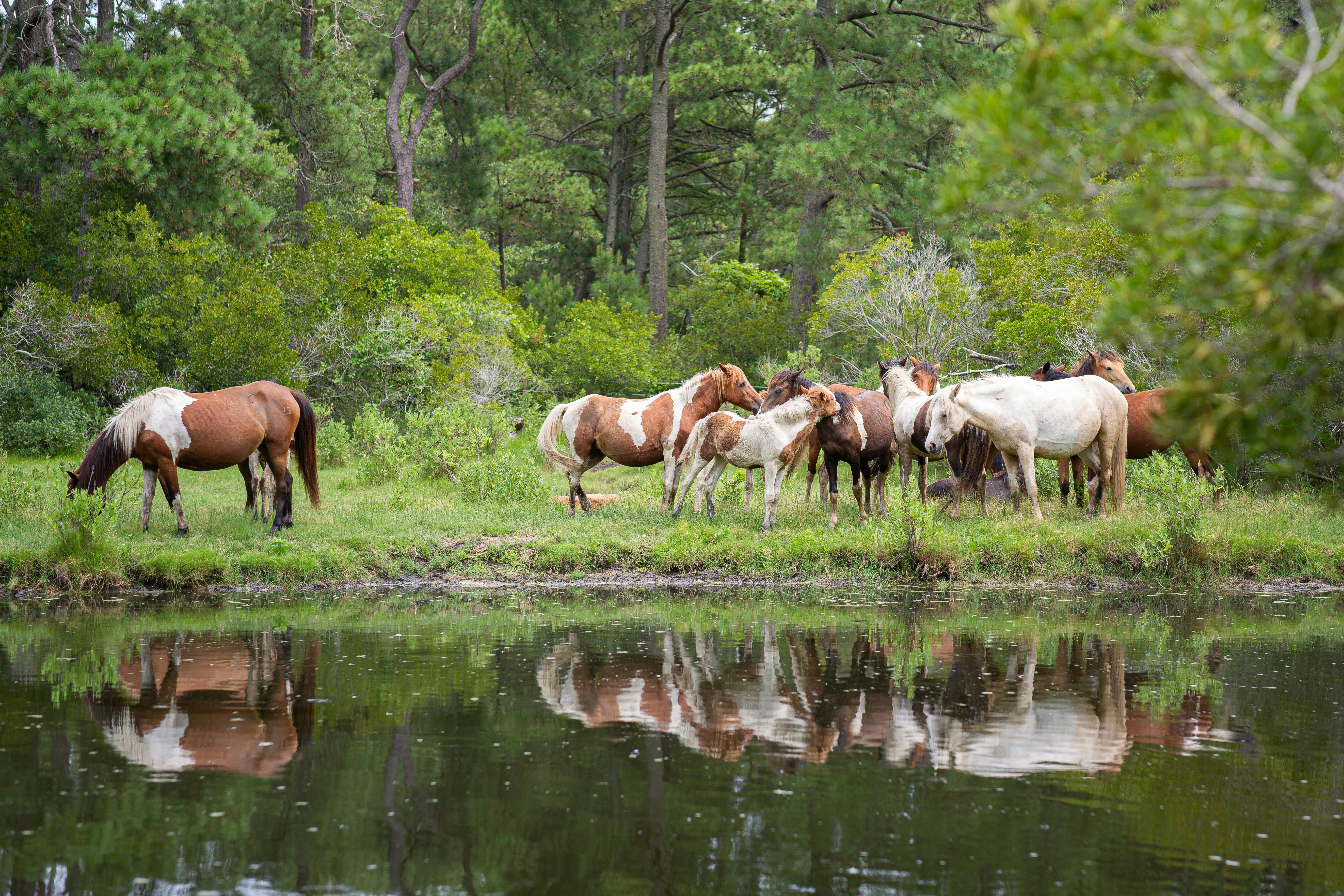 How Much Do Chincoteague Ponies Cost to Buy and Maintain?