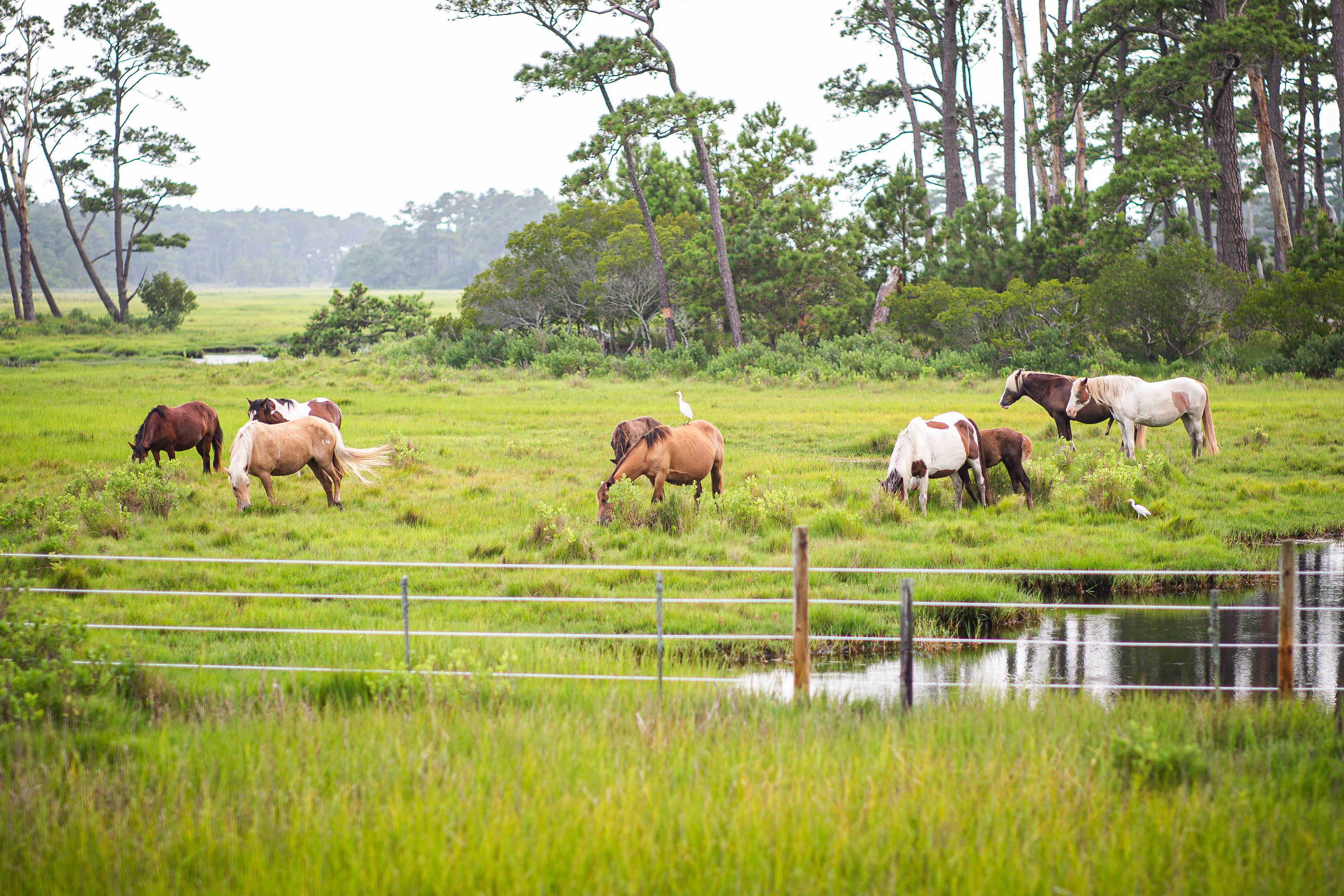 Horses in Countryside · Free Stock Photo
